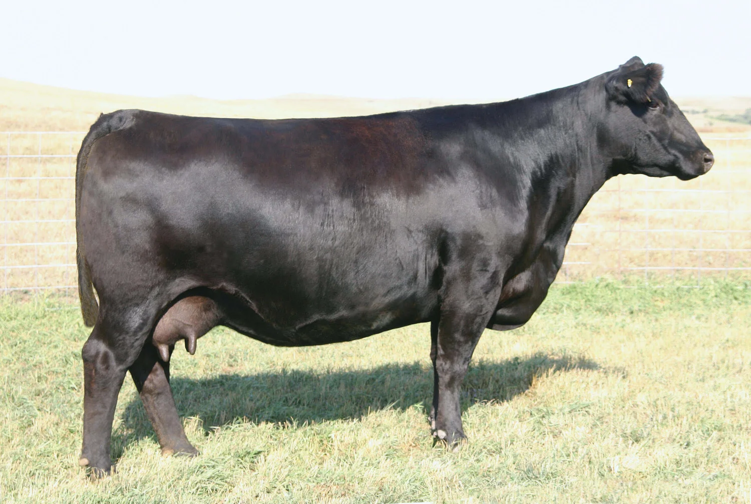 Females — Killain Angus