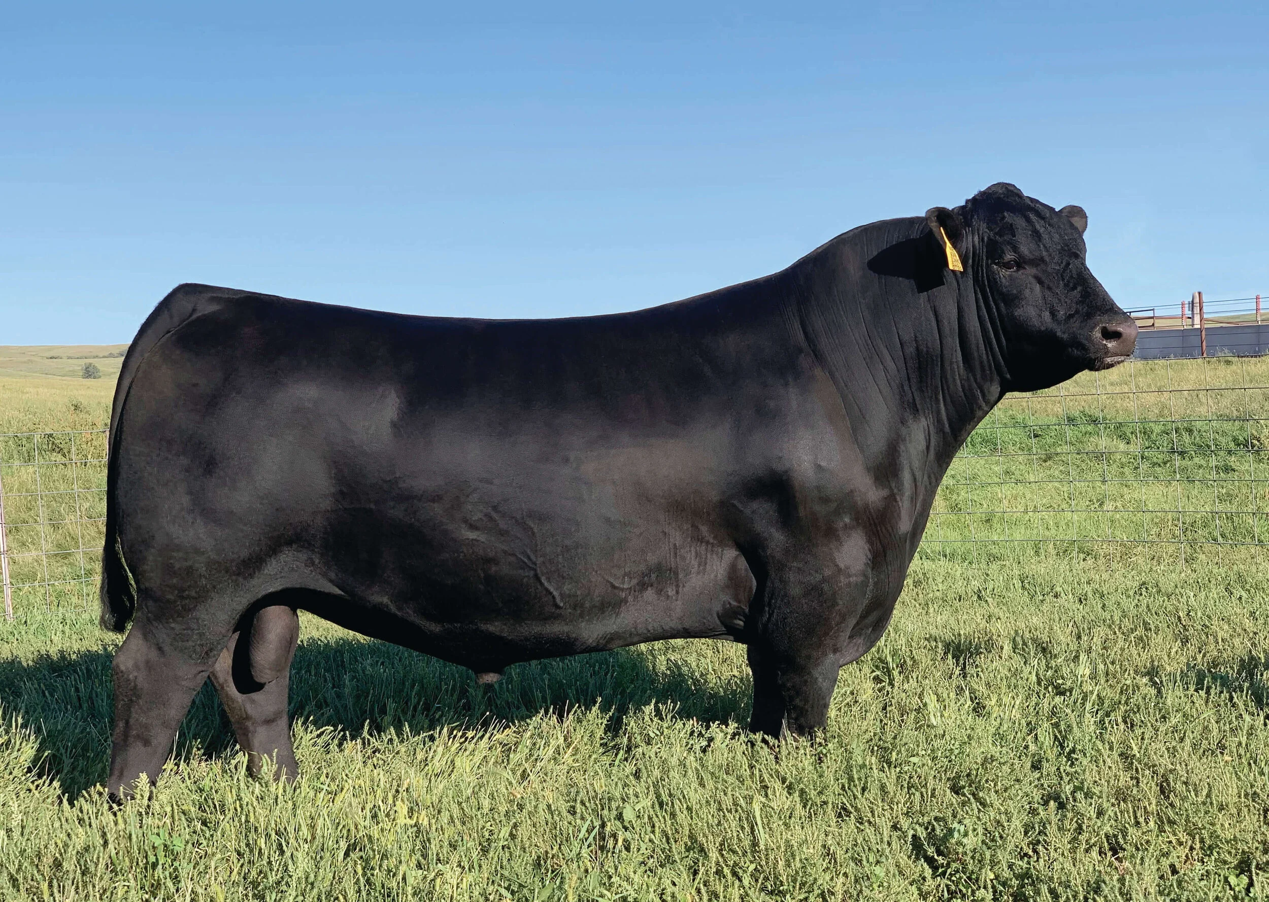 Sires — Killain Angus