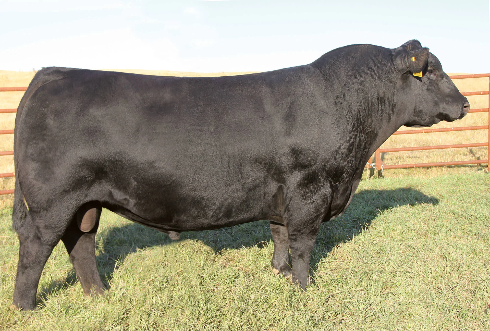 Sires — Killain Angus