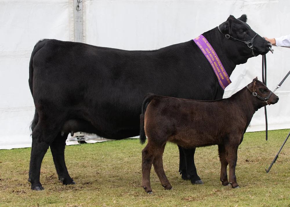 Females — Killain Angus