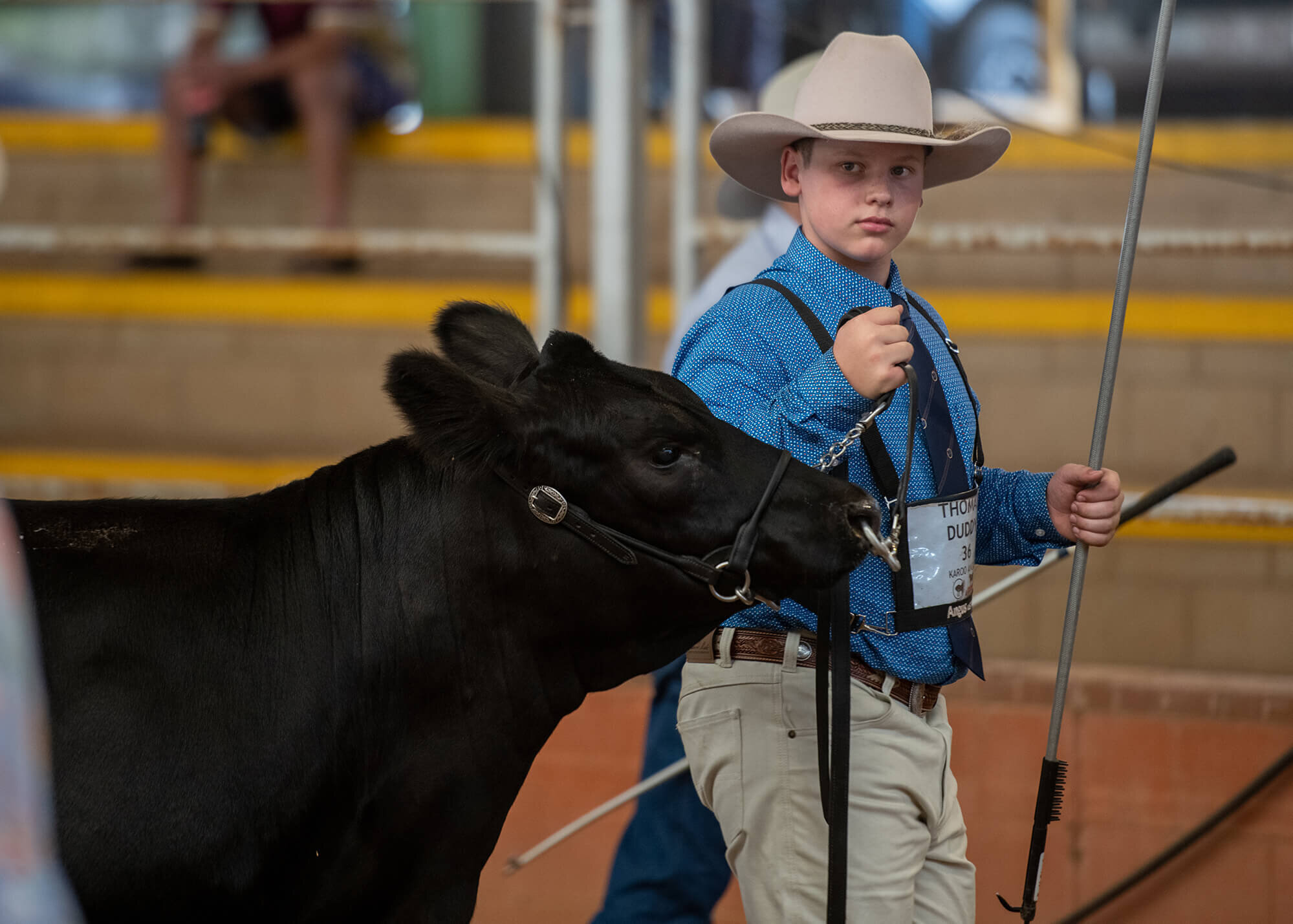 Highlights — Killain Angus