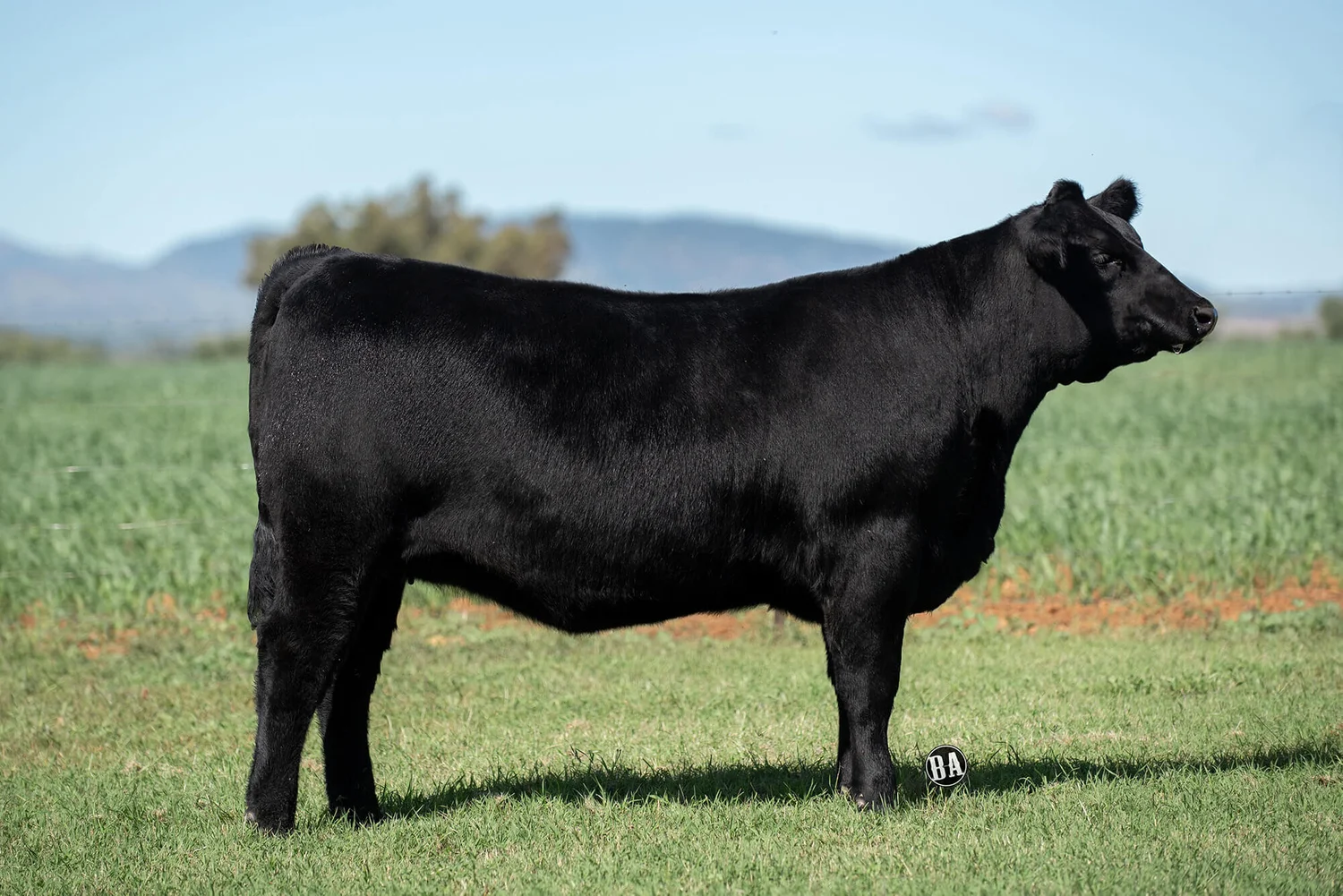 Females — Killain Angus