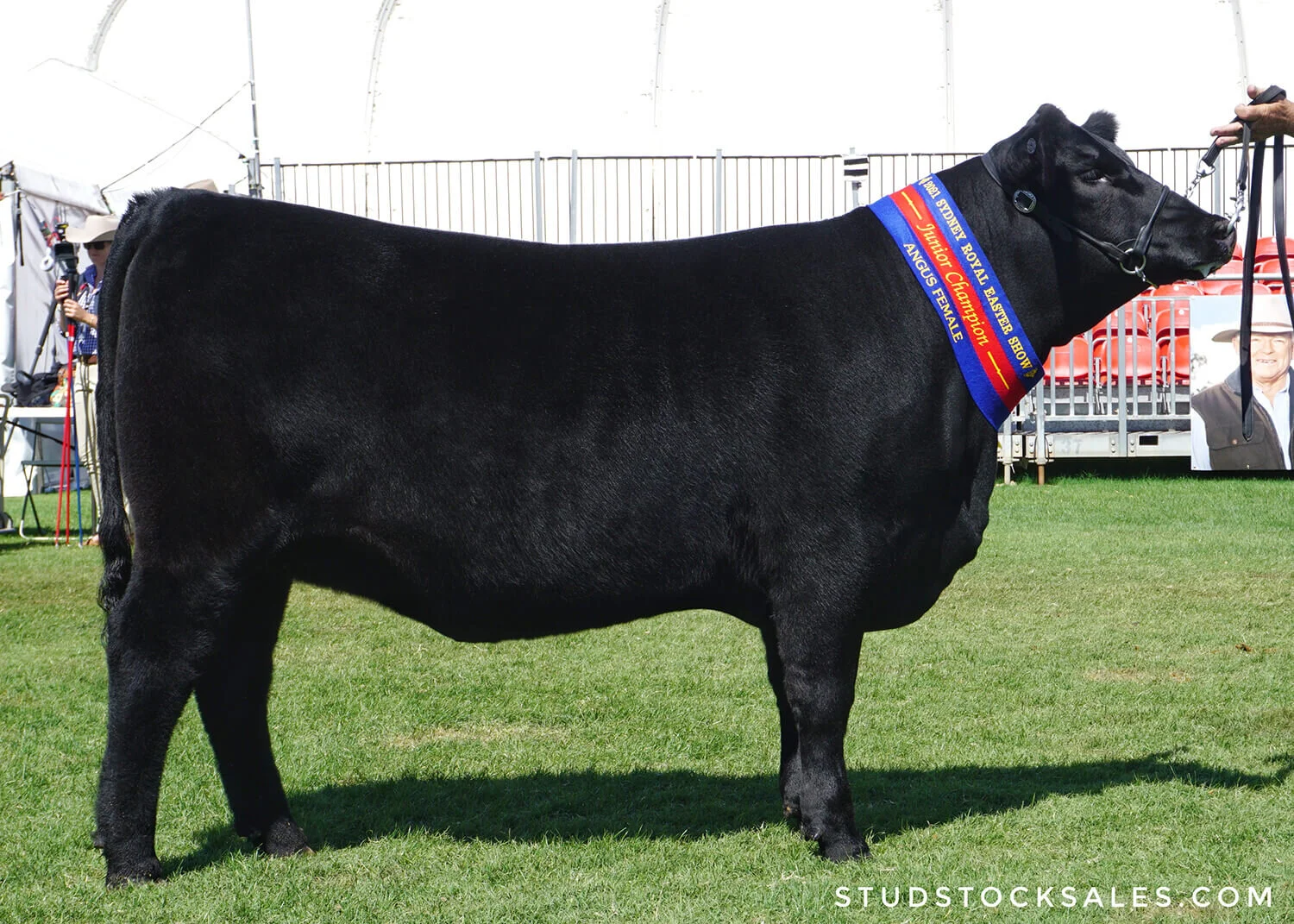 Females — Killain Angus