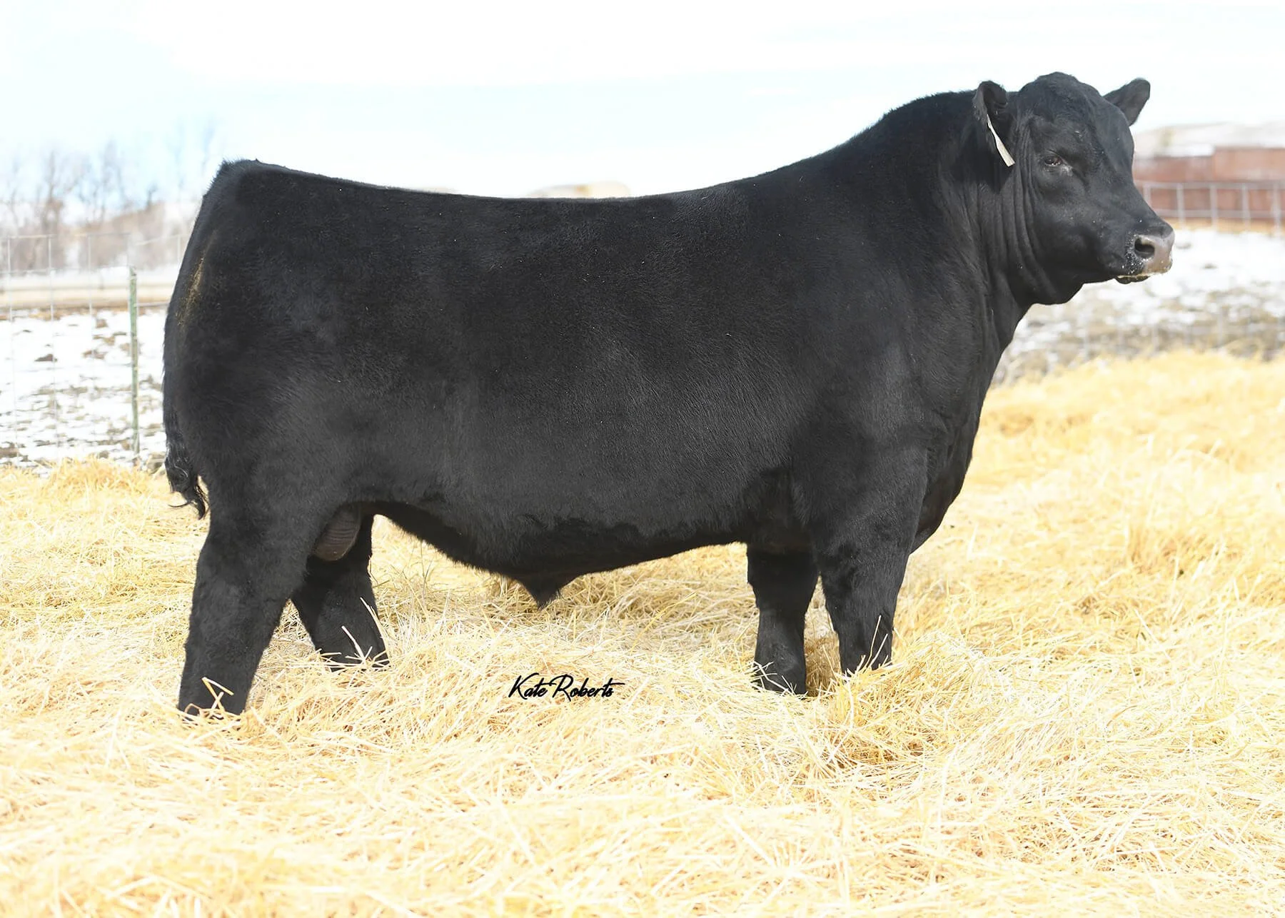 Sires — Killain Angus