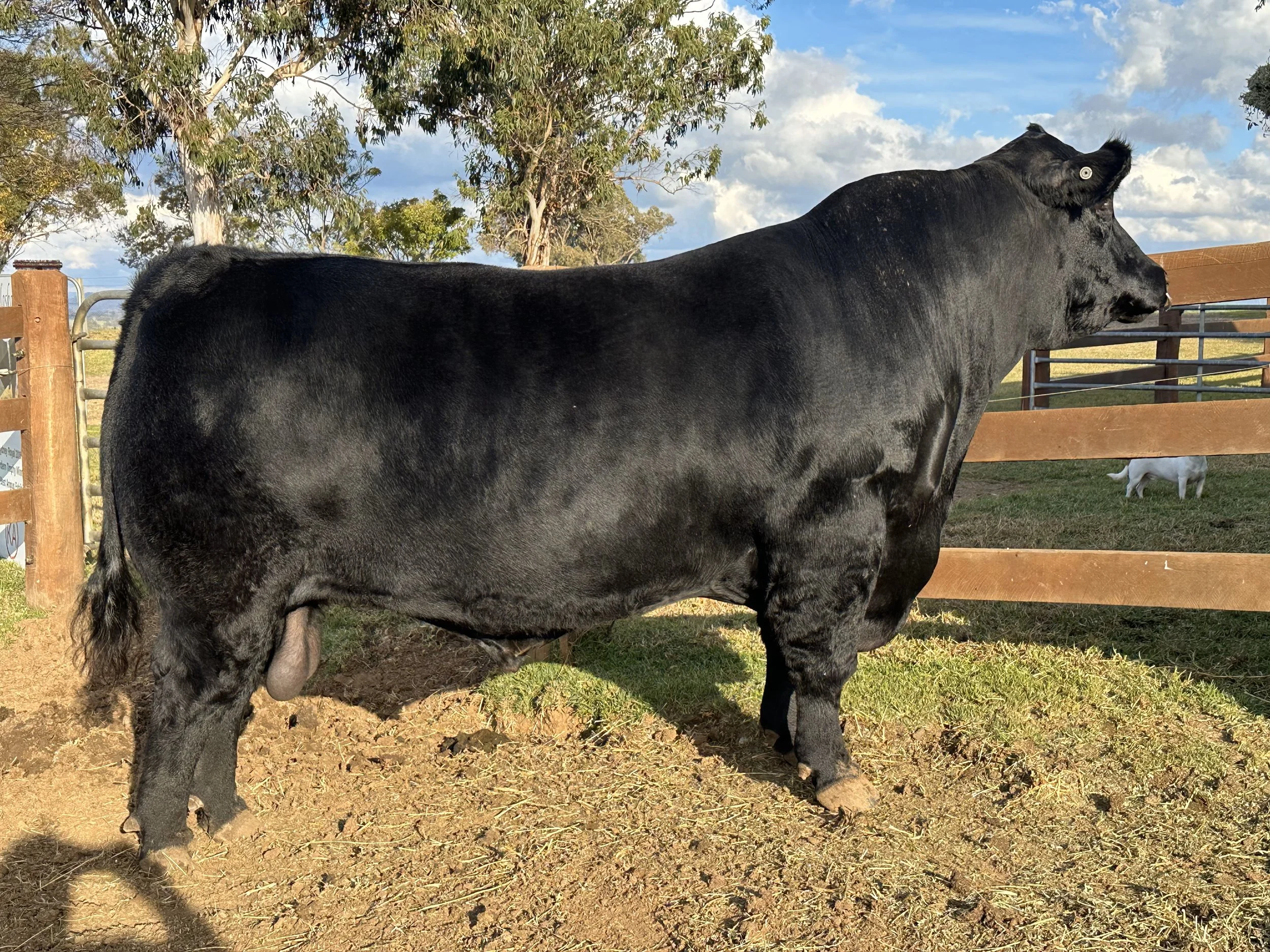 Sires — Killain Angus