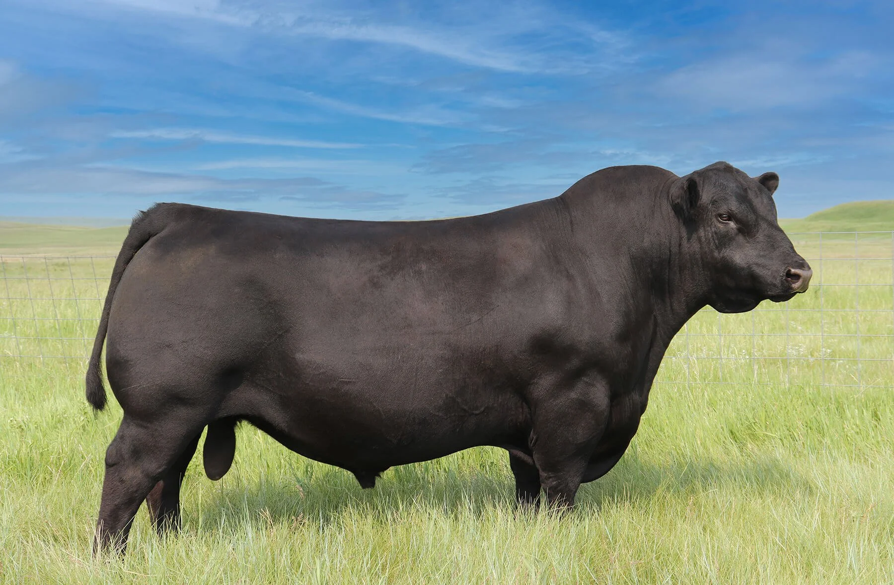 Baldridge Badger — Killain Angus