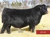 Sires — Killain Angus