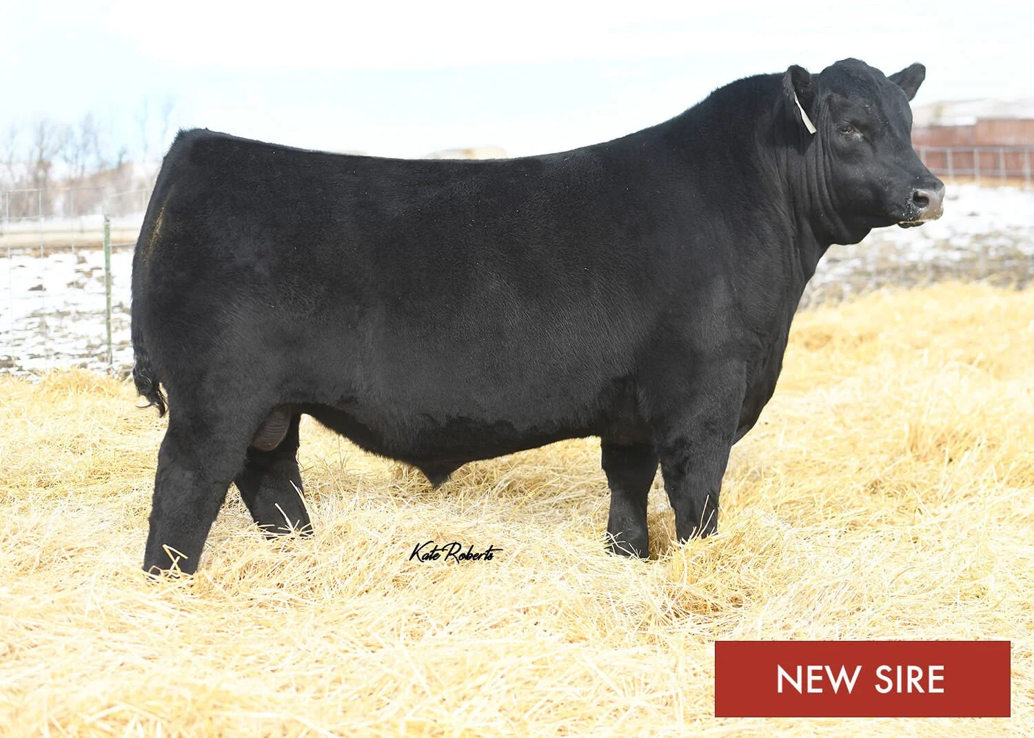 Sires — Killain Angus