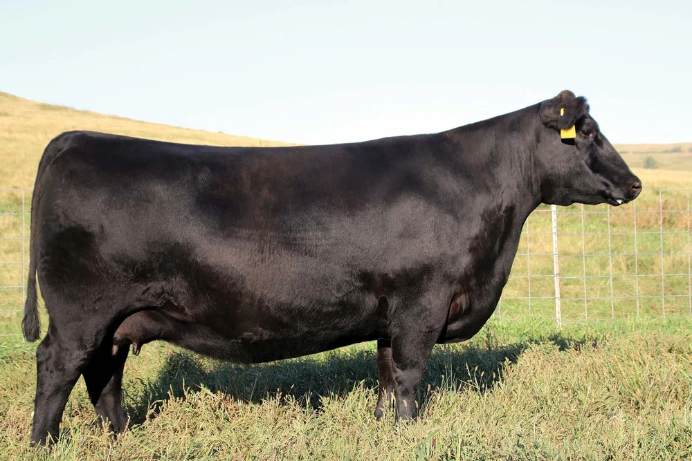 Females — Killain Angus