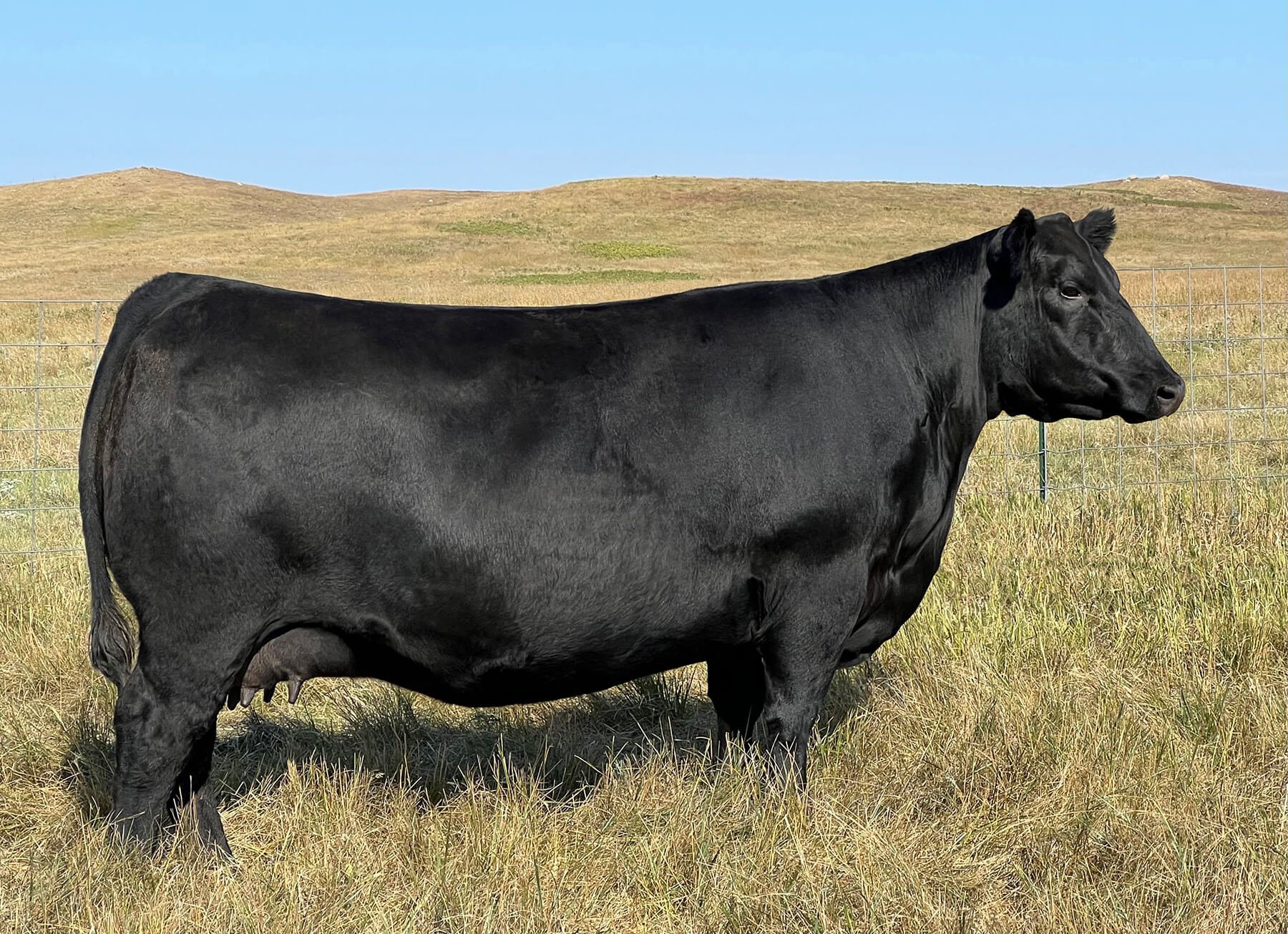 Bloodline — Killain Angus