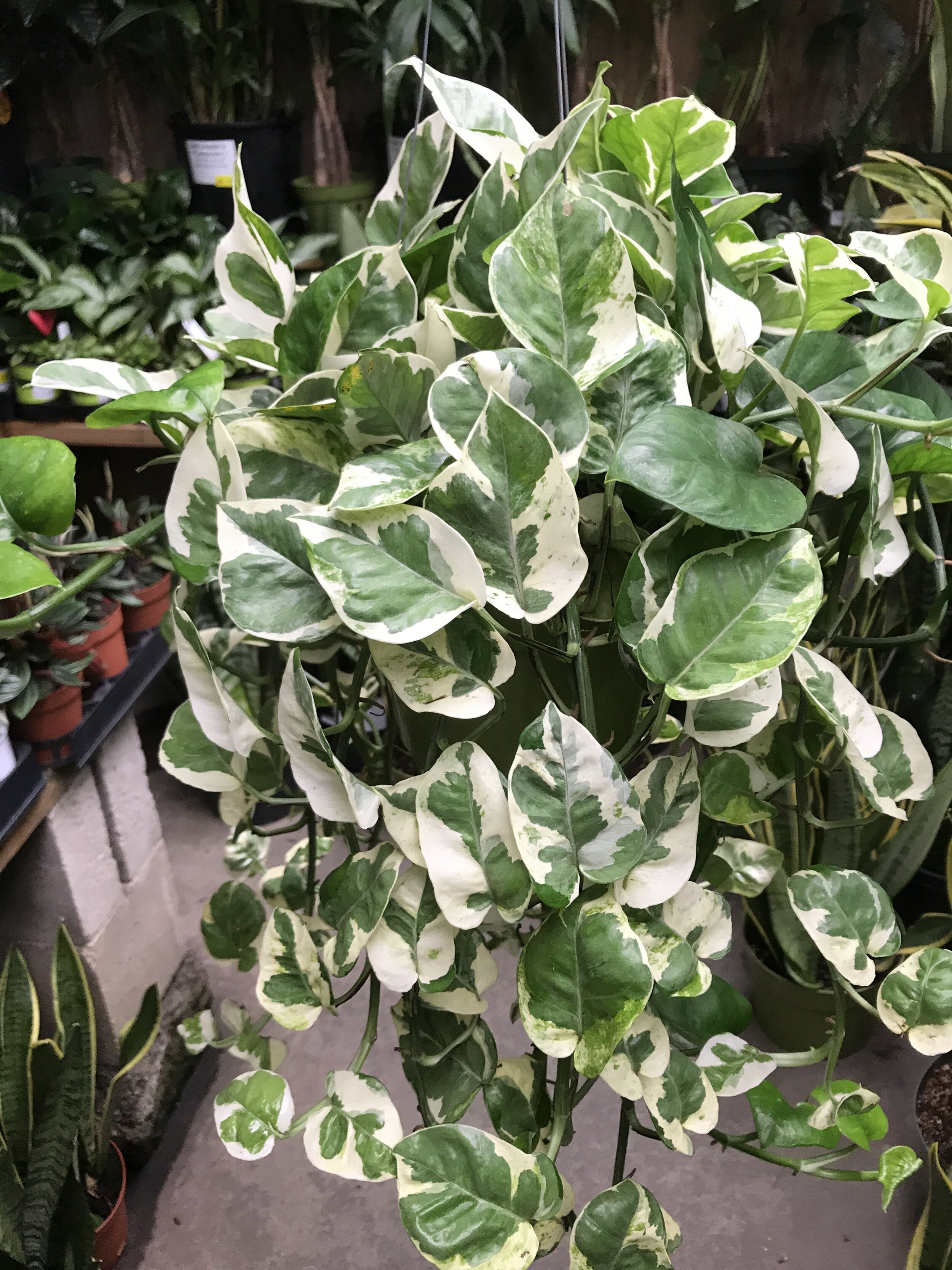 Pothos — NJoy — Various Sizes — Sunset Blvd Nursery