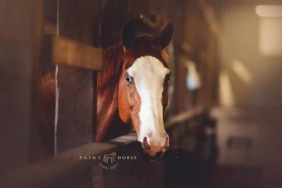 Boarding — Southern Pines Equestrian Center