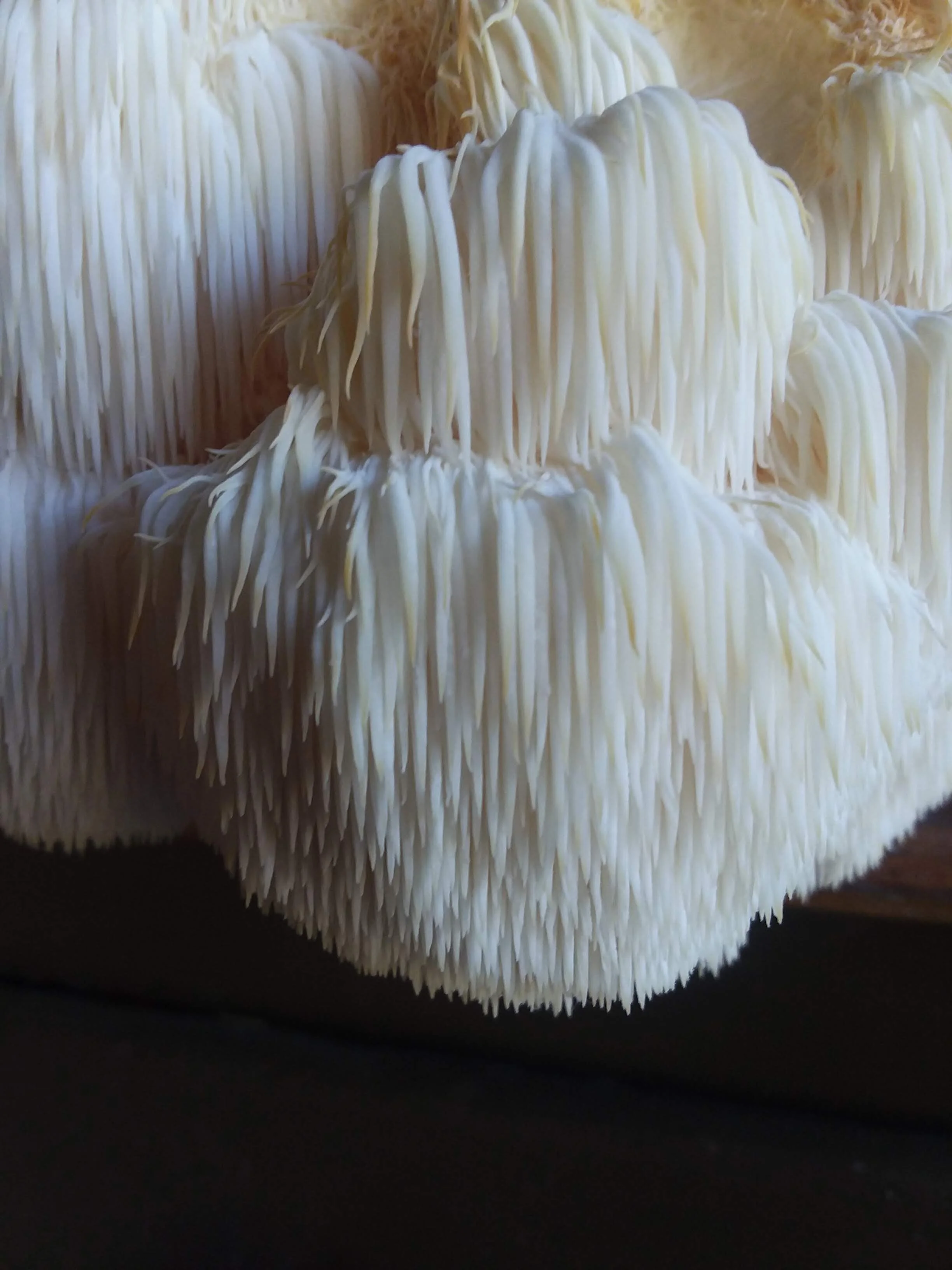 Miller's Mushrooms