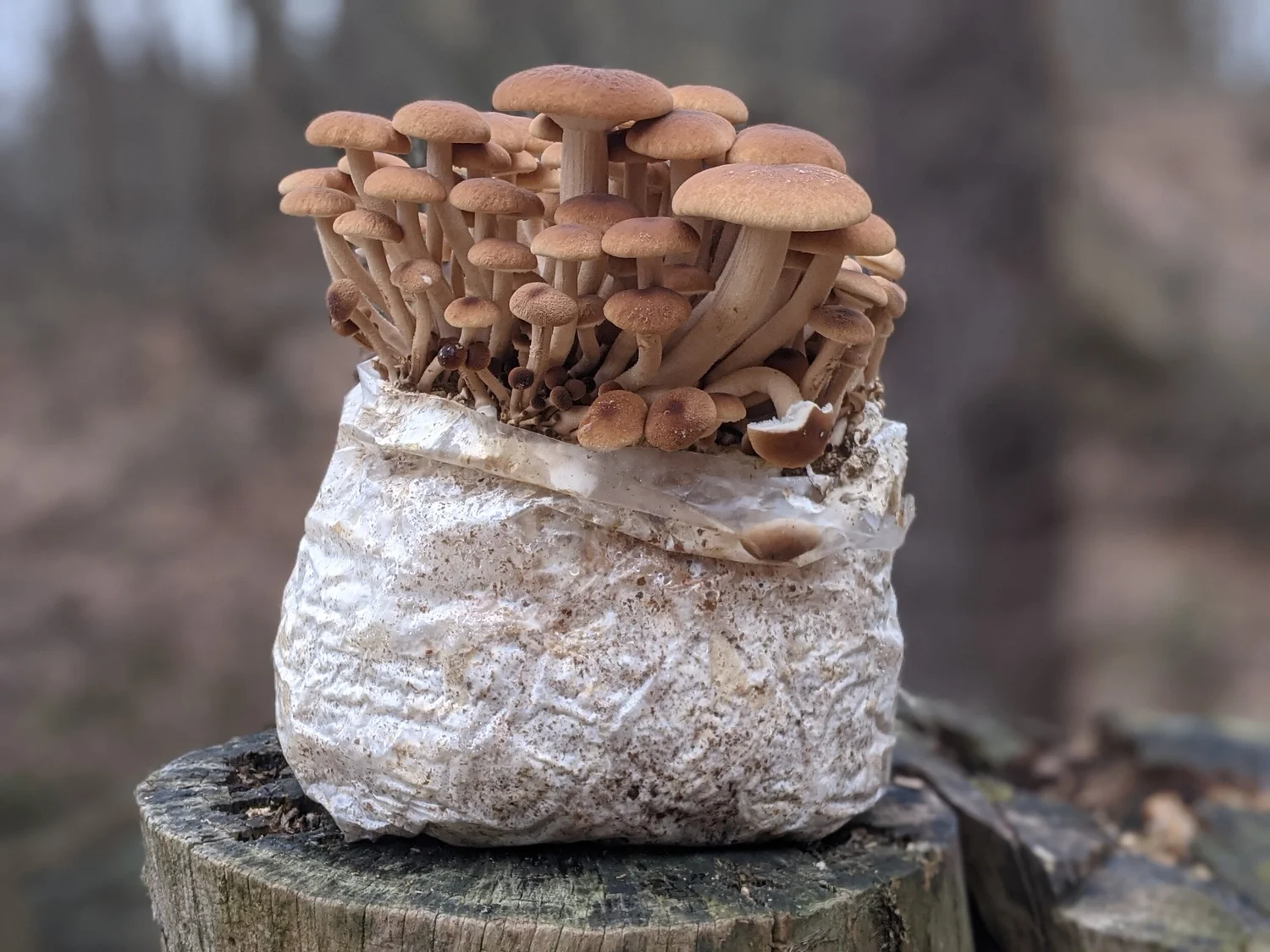 Miller's Mushrooms