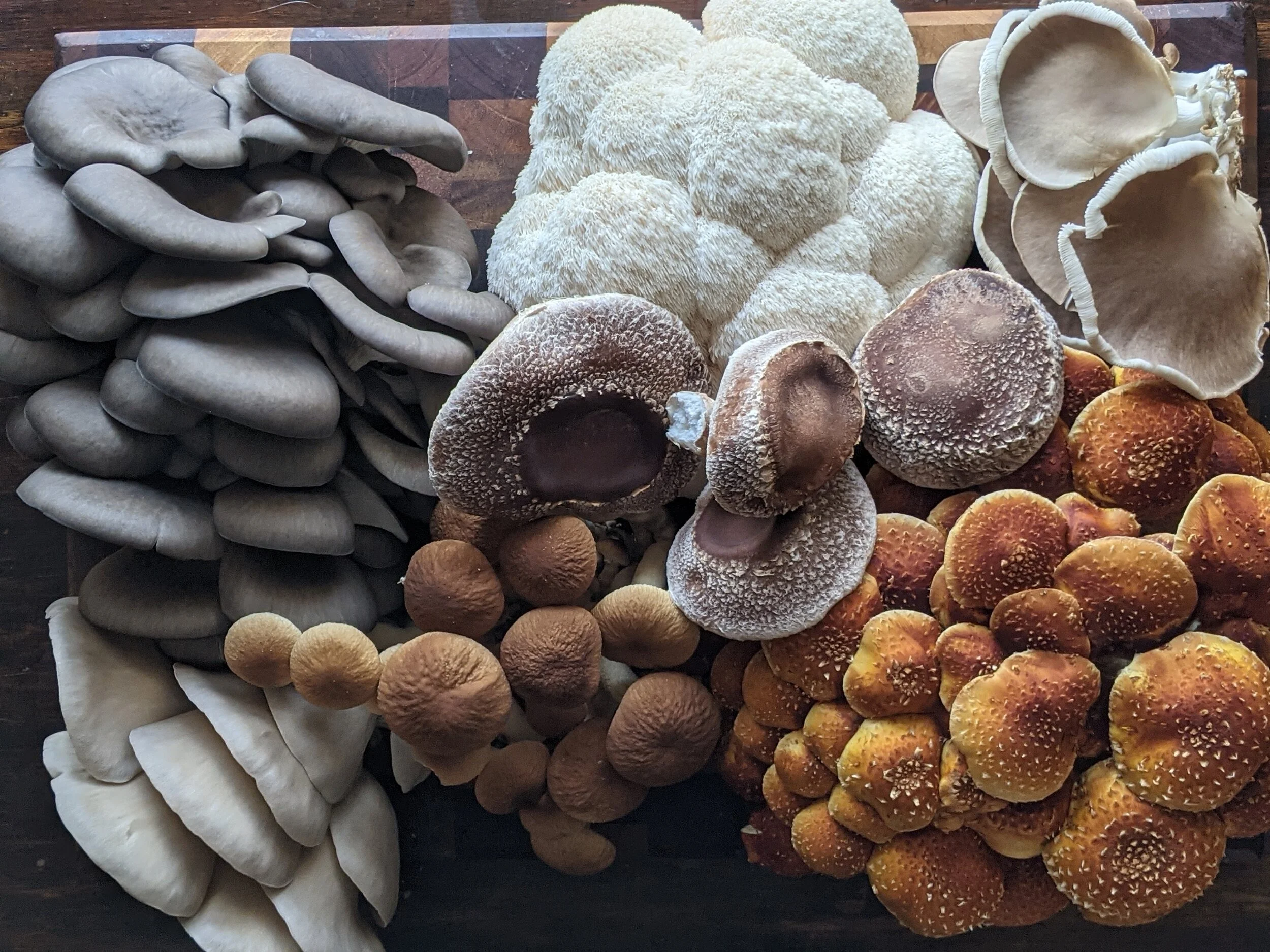 Miller's Mushrooms