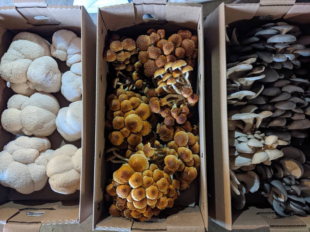 Miller's Mushrooms