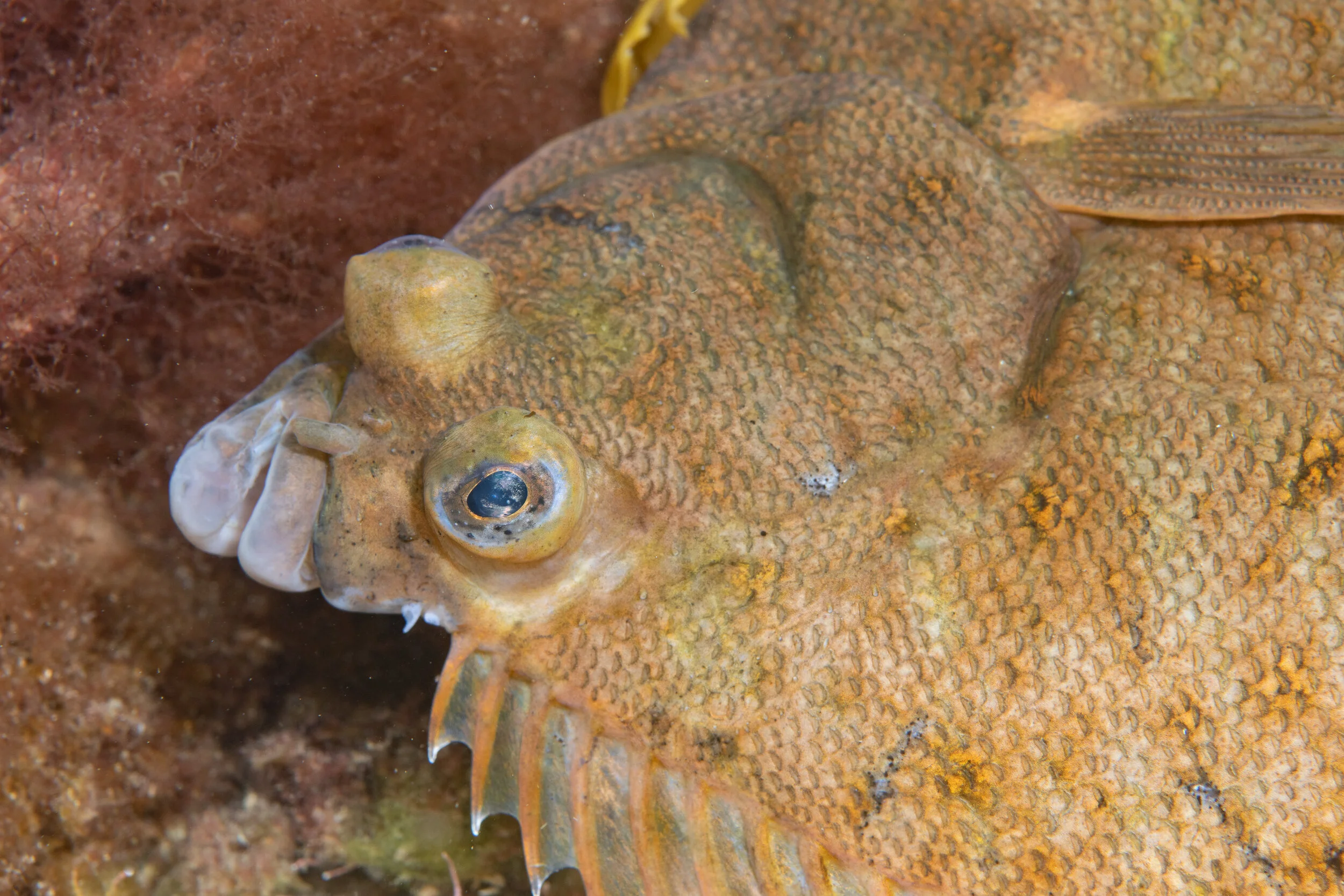Maine Underwater Photo Gallery — Jessica Pierce Photography