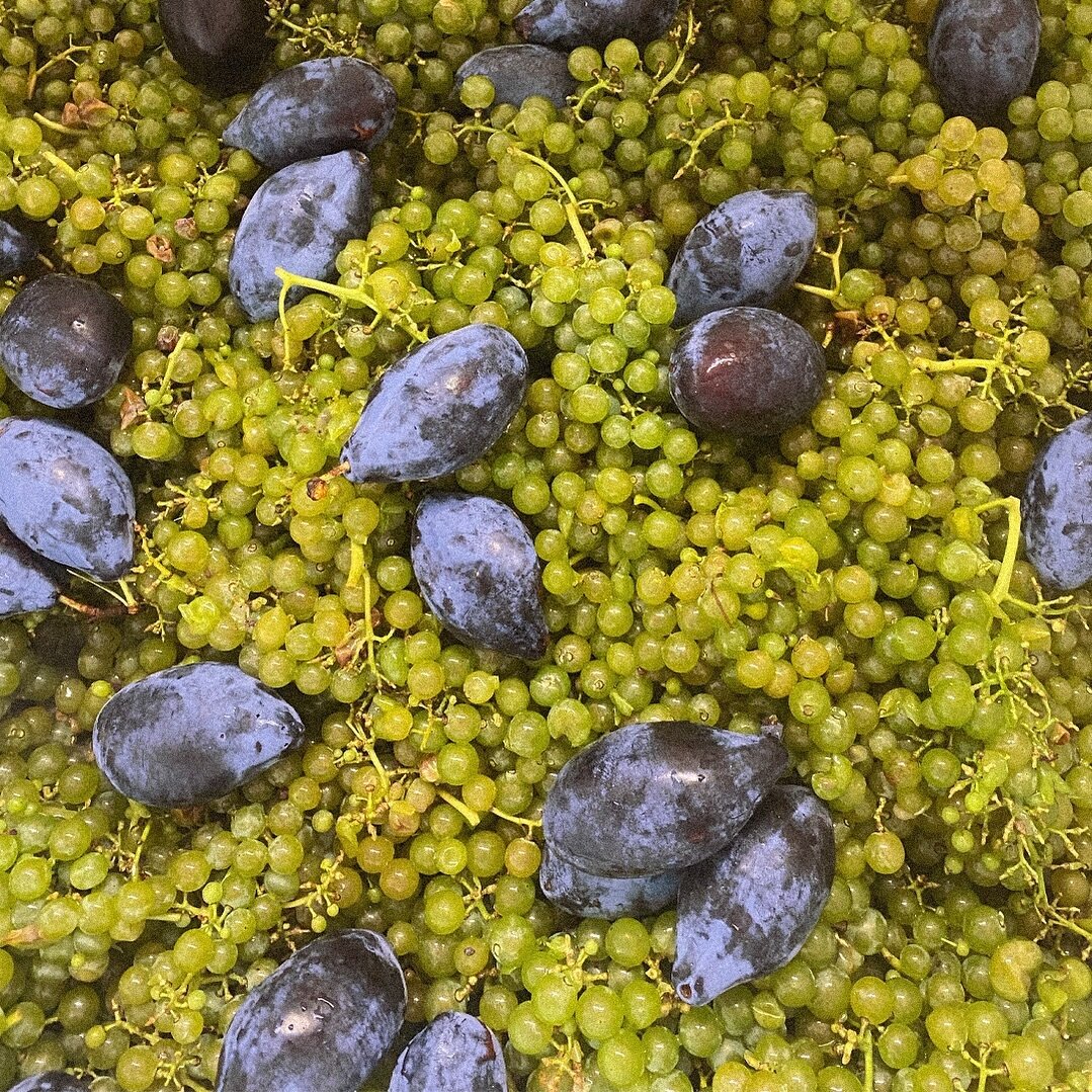 Welcome to Rose Hill Farm Ferments
