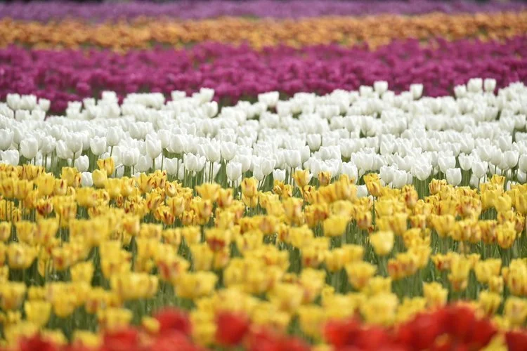 Spring in Ottawa; 7 Cool Ideas for a Getaway in the Capital — Project ...