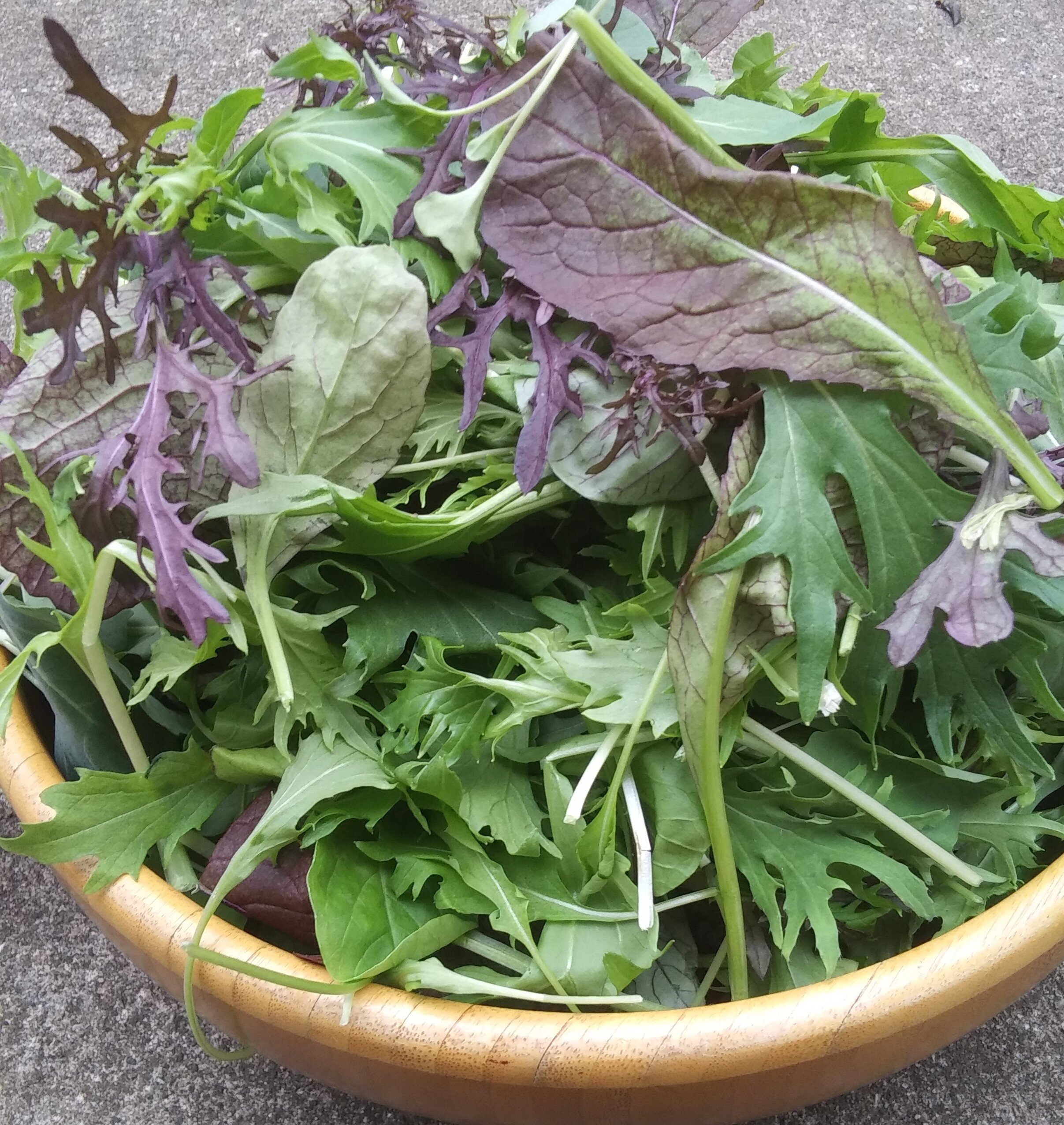 Frozen Sweet Corn - Alsum — Wisconsin Weekly Harvest