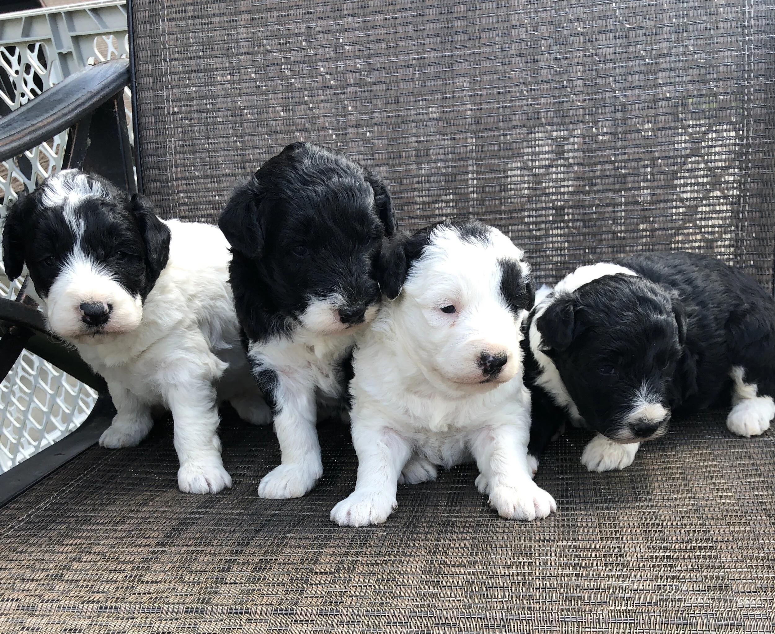 Gallery 3 — Willow Springs Mini Borderdoodles