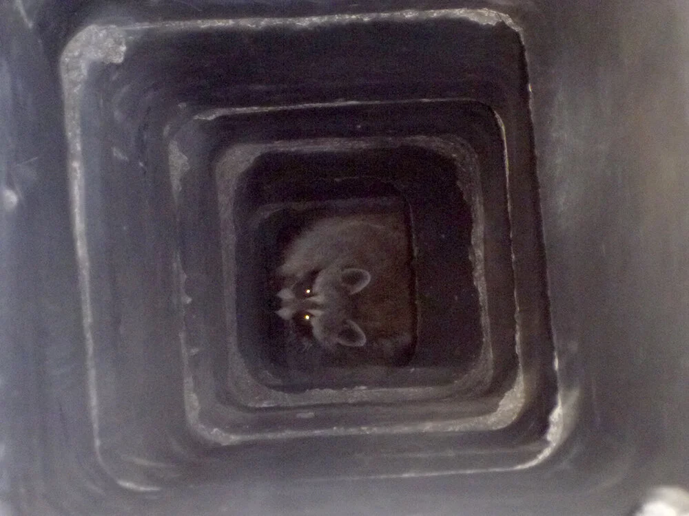 Chimney Animal Removal & Prevention — A Merrie Sweepe® Chimney Service