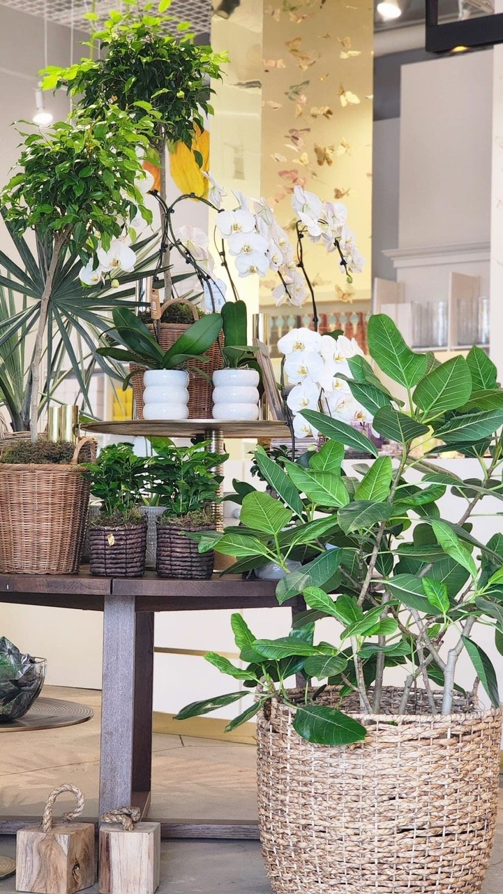 Our Shop — Swish + Company