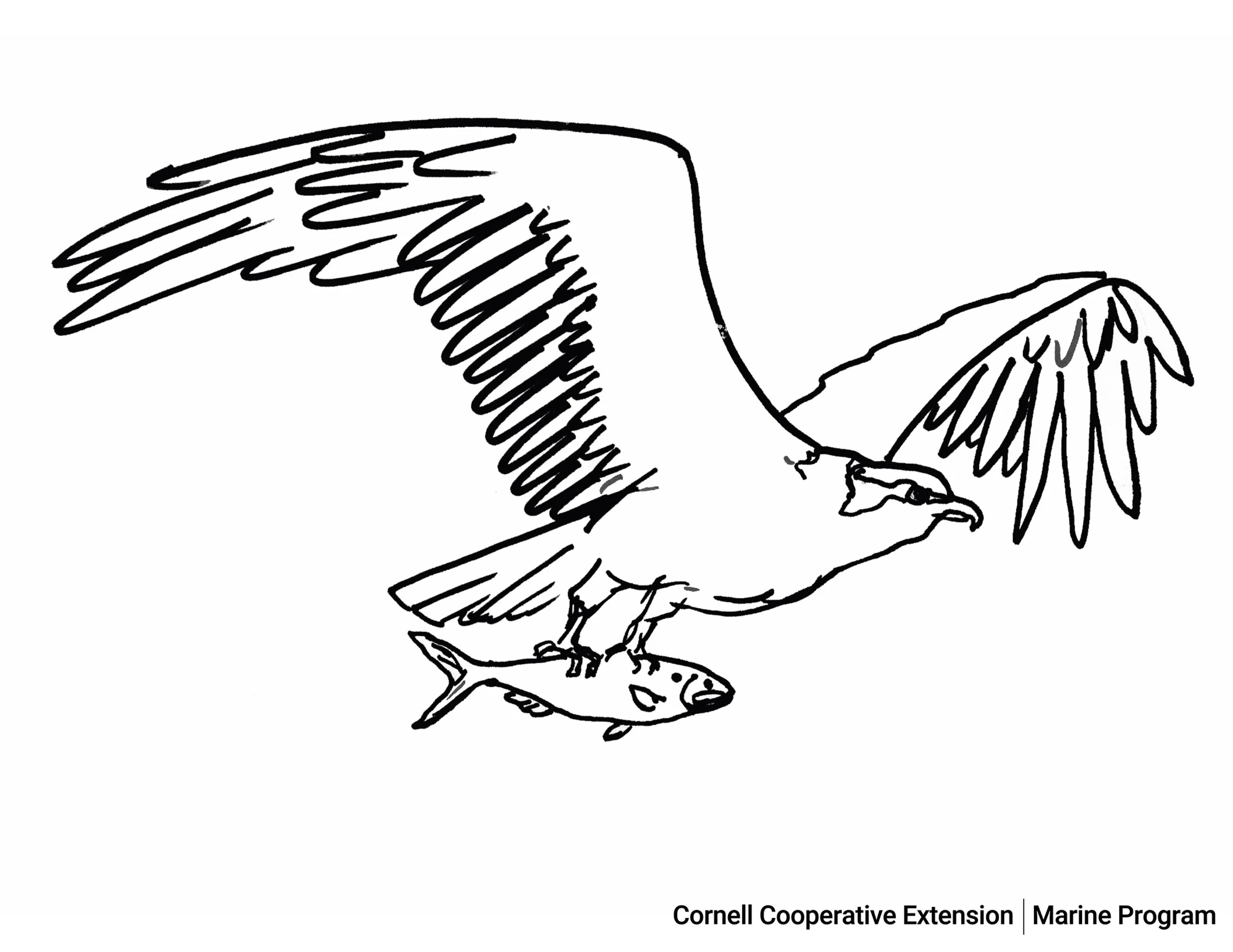 Osprey Coloring Pages Sketch Coloring Page