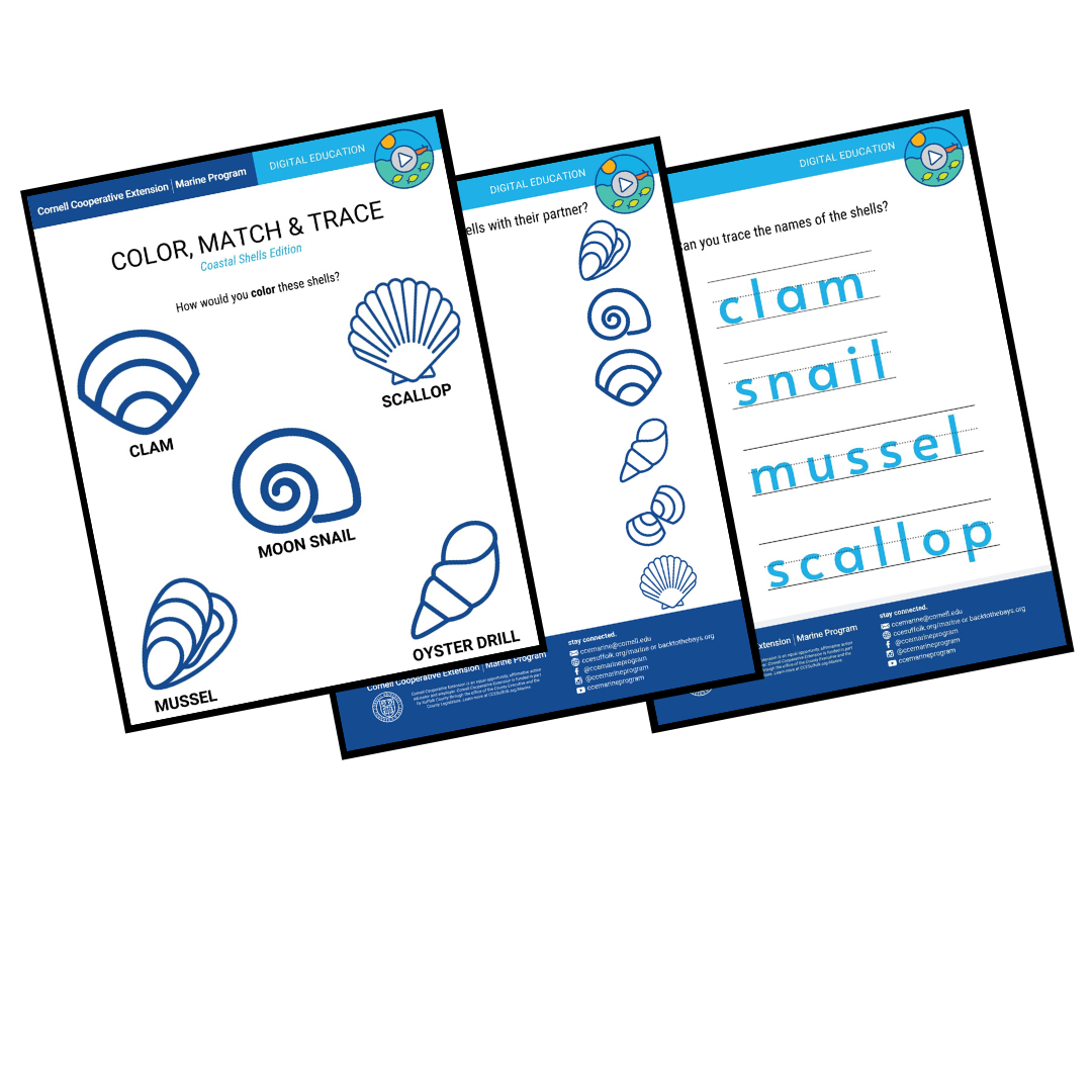 The Clam — CCE Marine Digital Education
