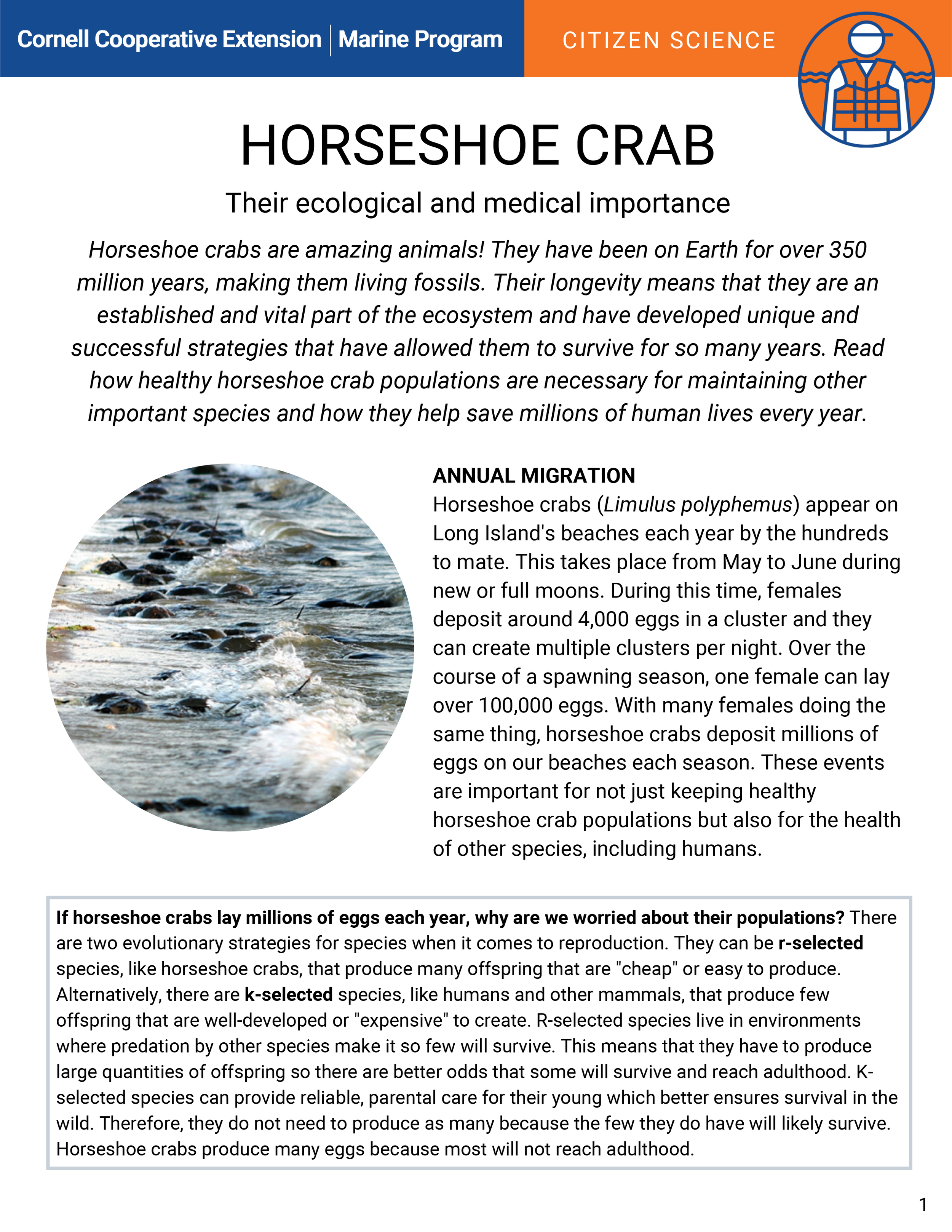 Horseshoe Crab — CCE Marine Digital Education