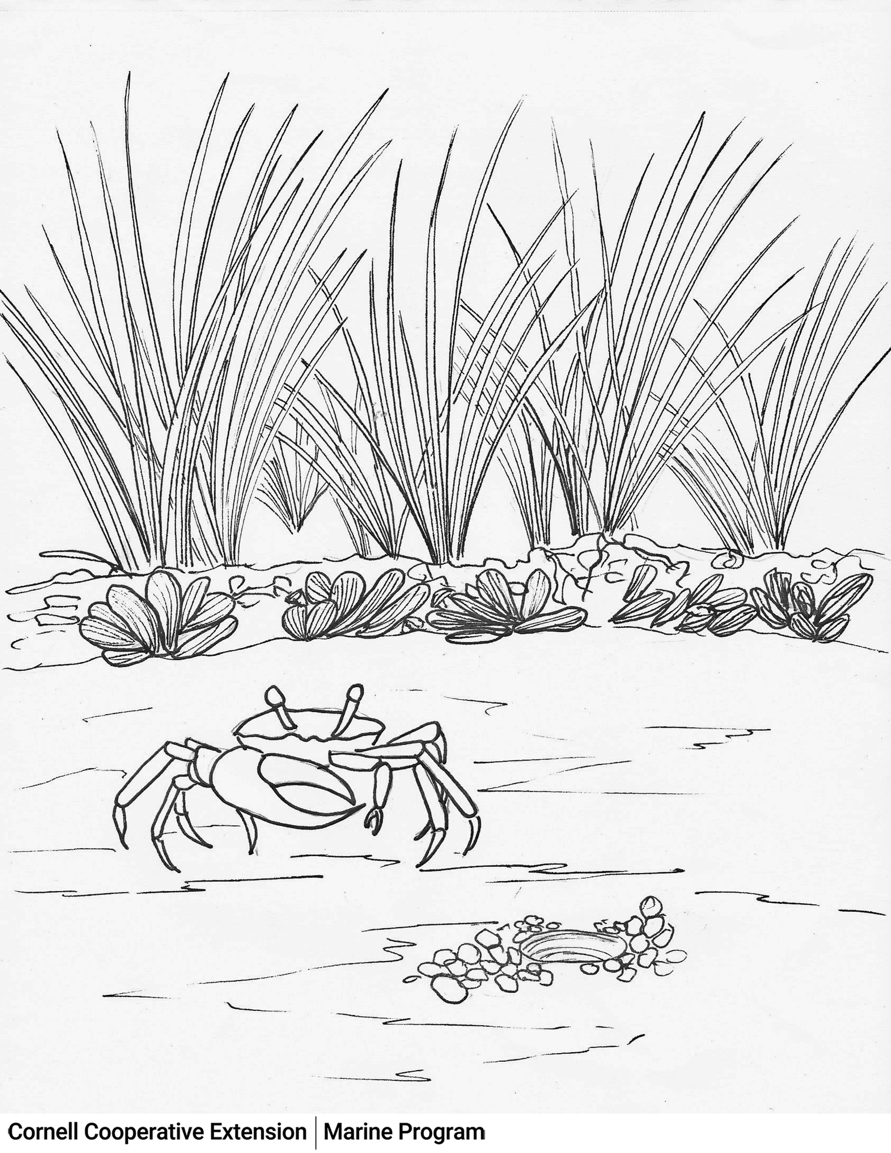 Coastal Habitats — CCE Marine Digital Education
