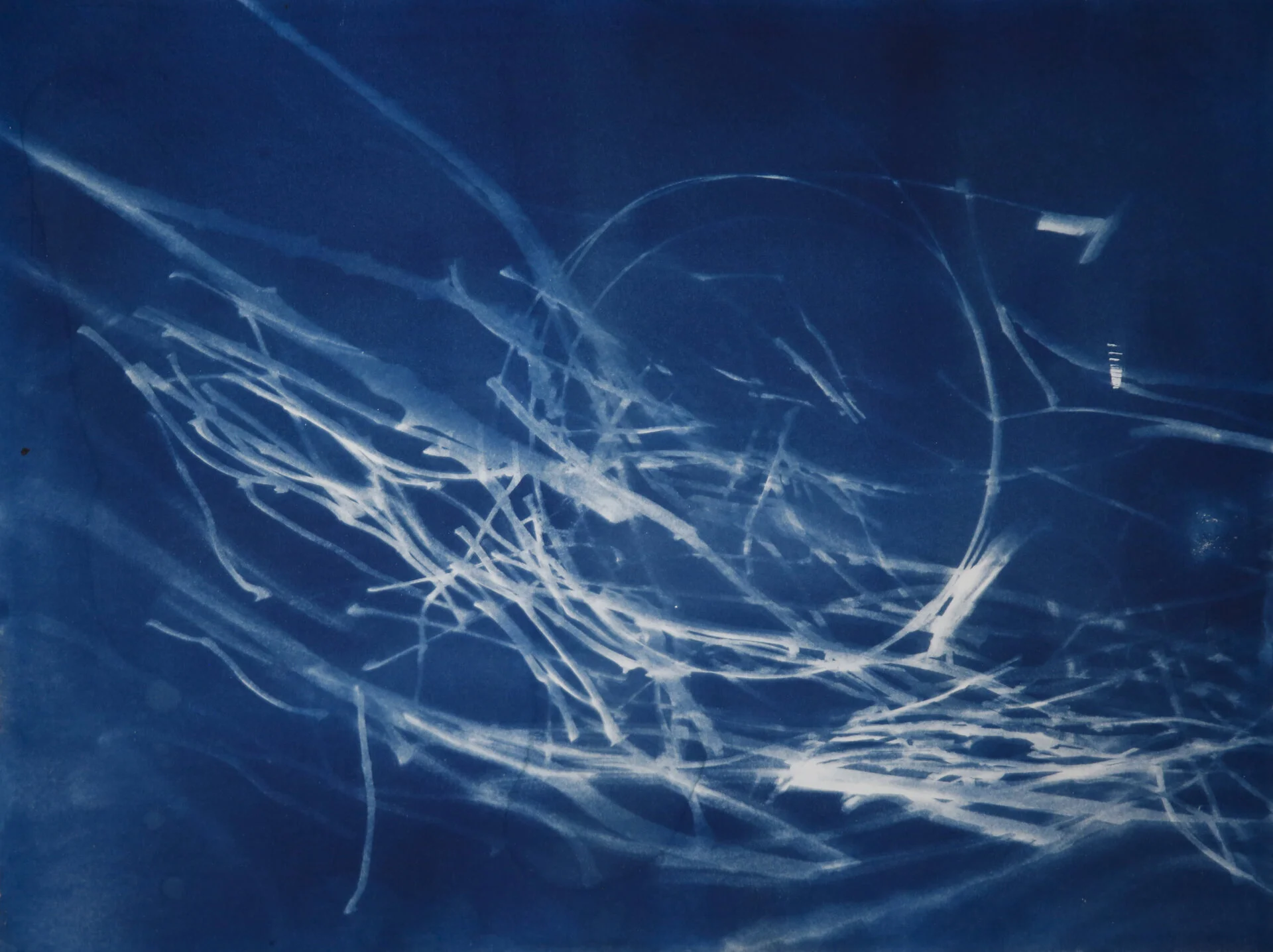 CYANOTYPES — Andrea Stix Wasserman