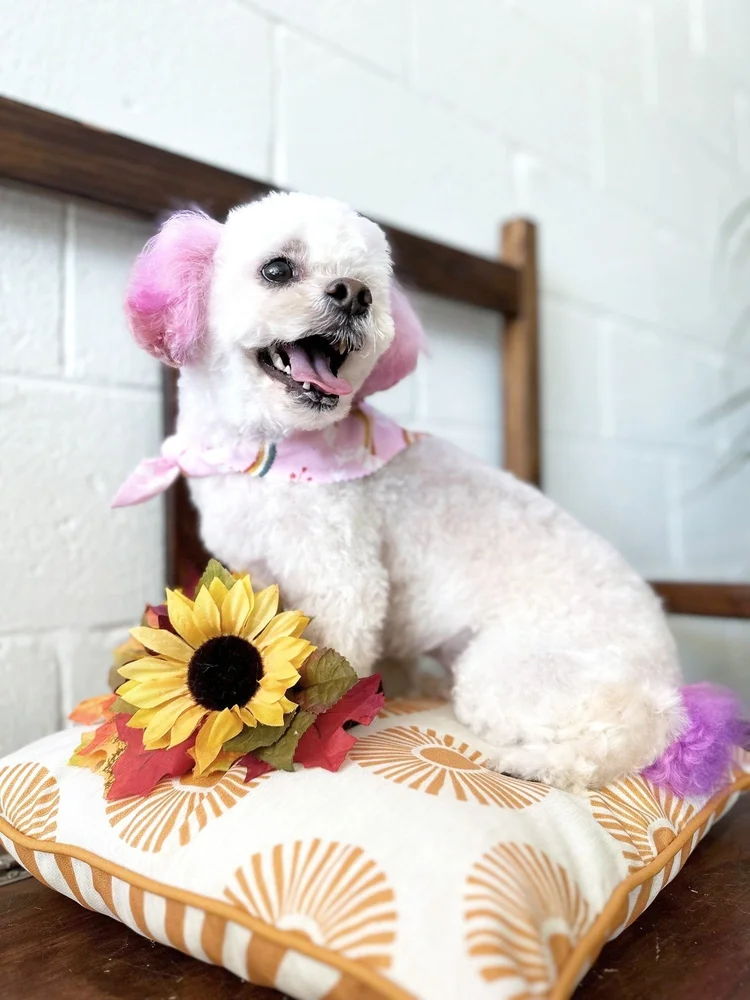THE DOG SALON