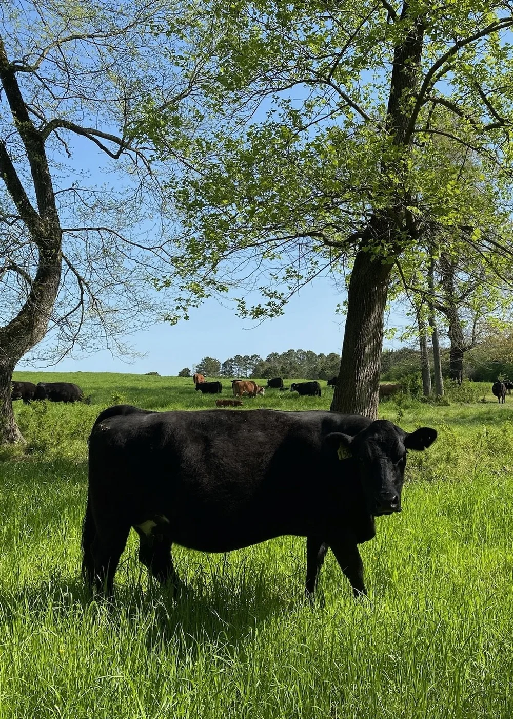 Order — Honeycutt Farms