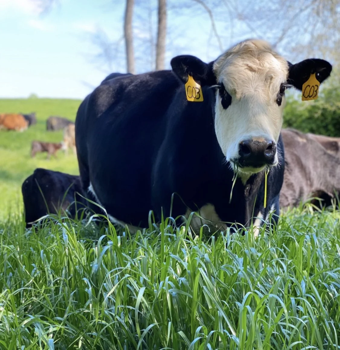 Honeycutt Farms - Pasture Raised Beef