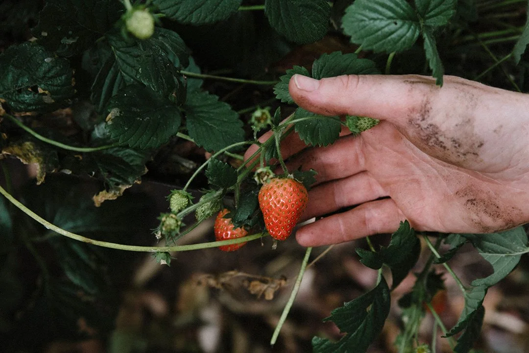 Upcoming projects — Moving Feast