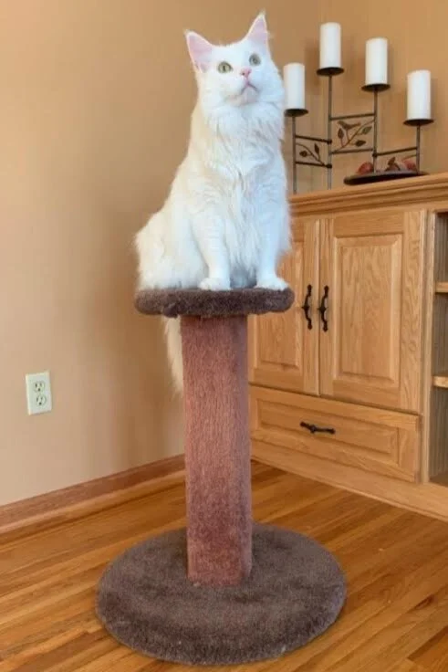 Cradle Cat Tree — Purrniture
