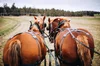 North Pine Carriage Company