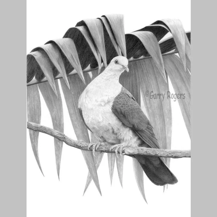 Pencil Drawings — Garry Rogers Fine Wood And Pencil