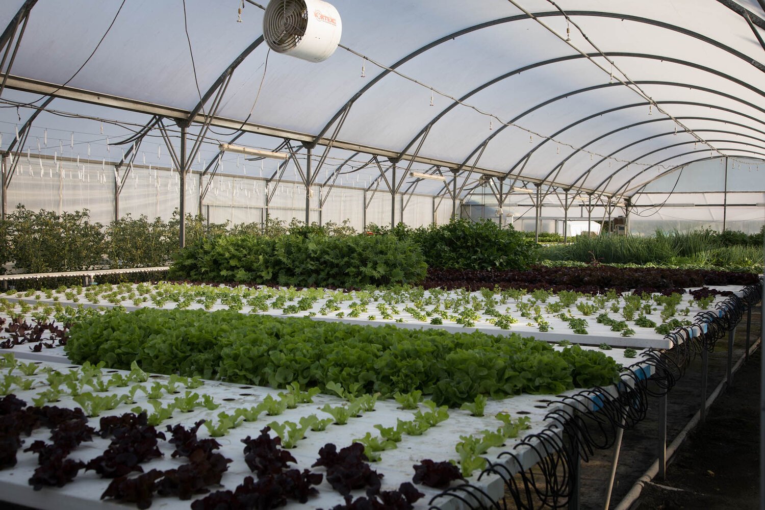 Camp Mana — Mana Services