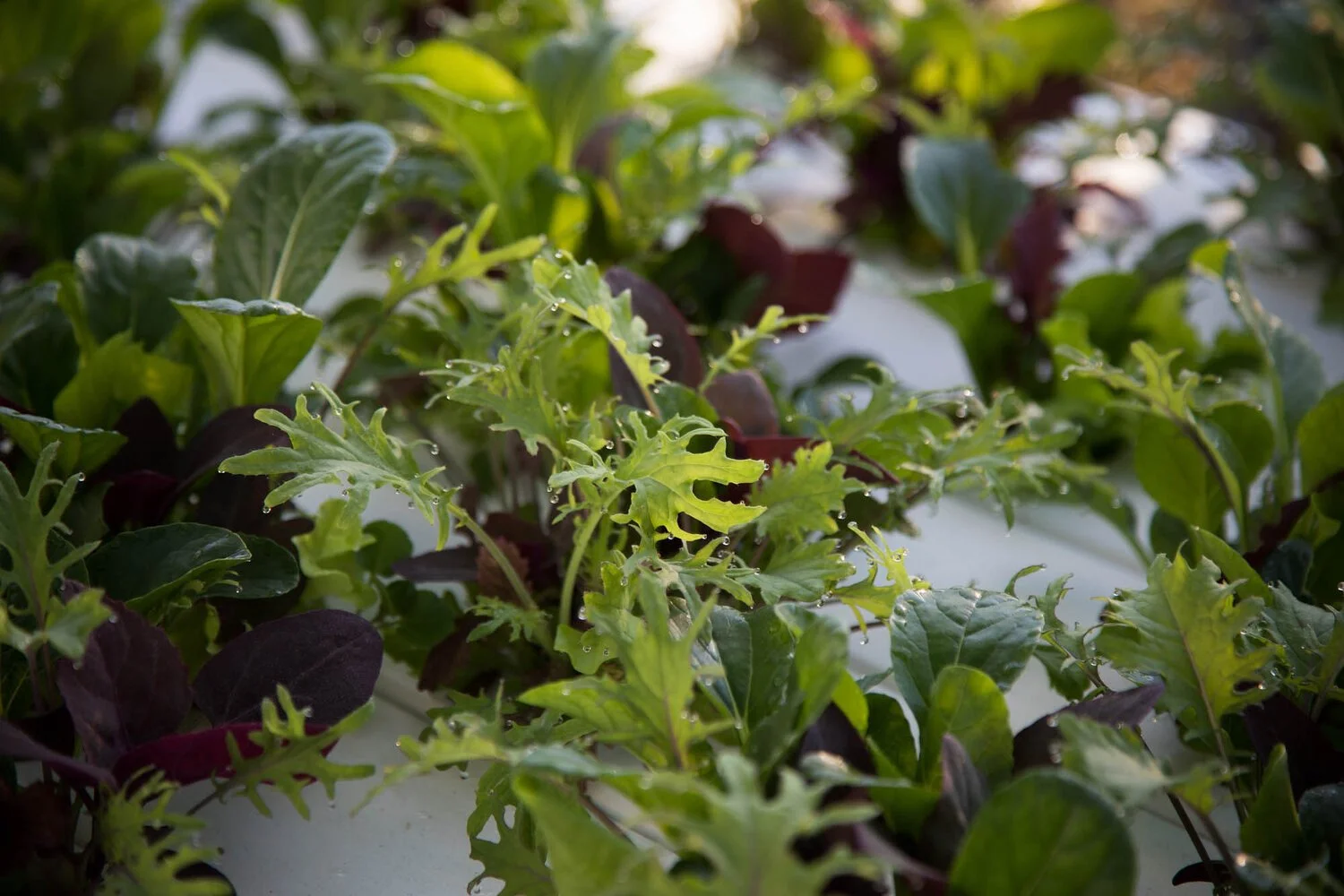 Camp Mana — Mana Services