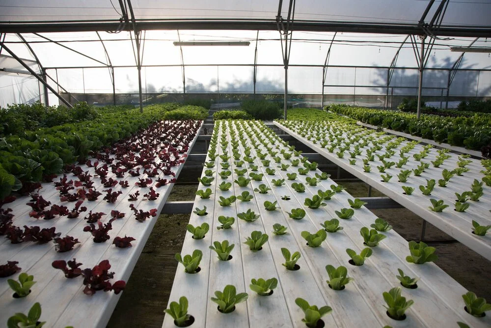 Camp Mana — Mana Services