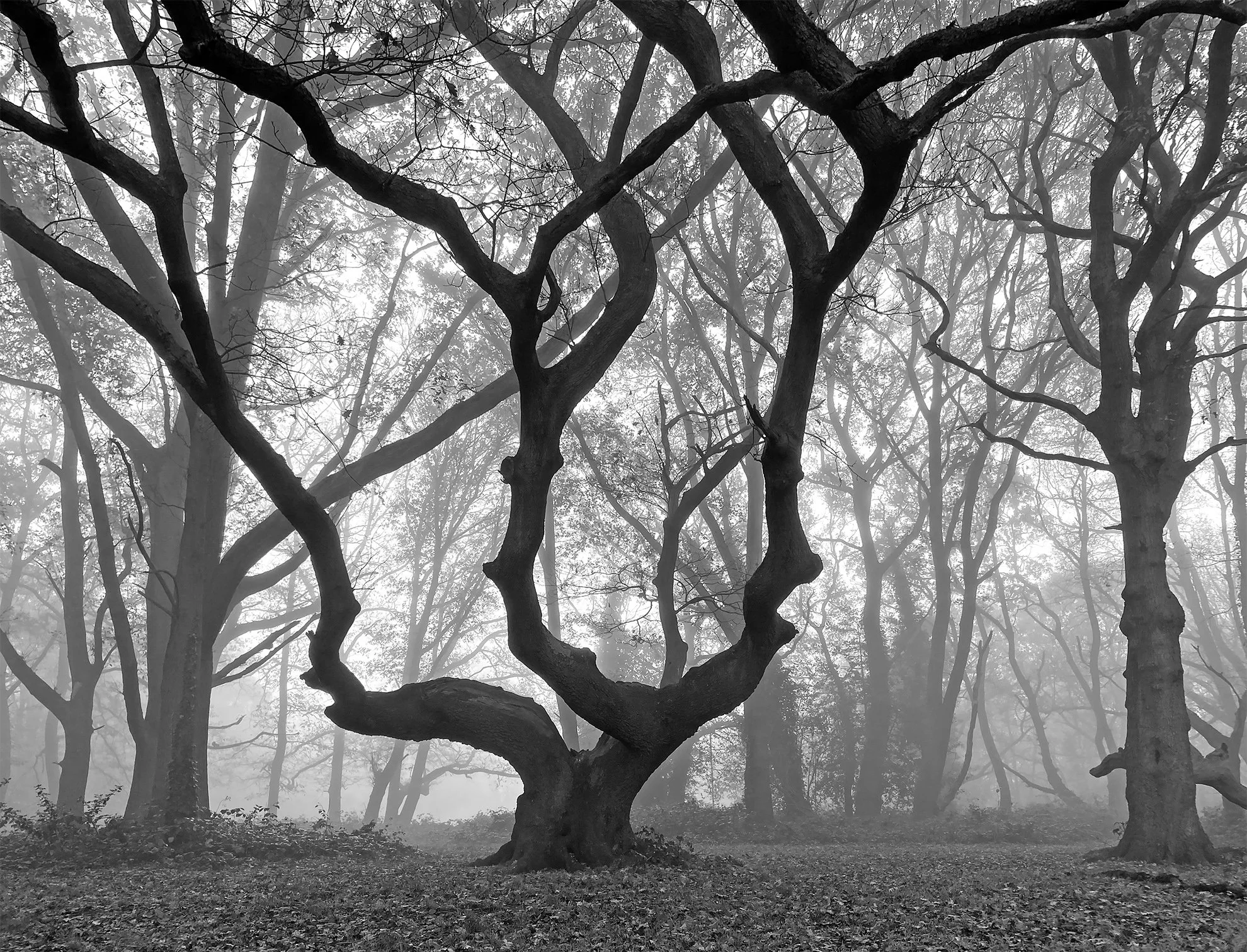 Living with Trees Talks — Barnes artists