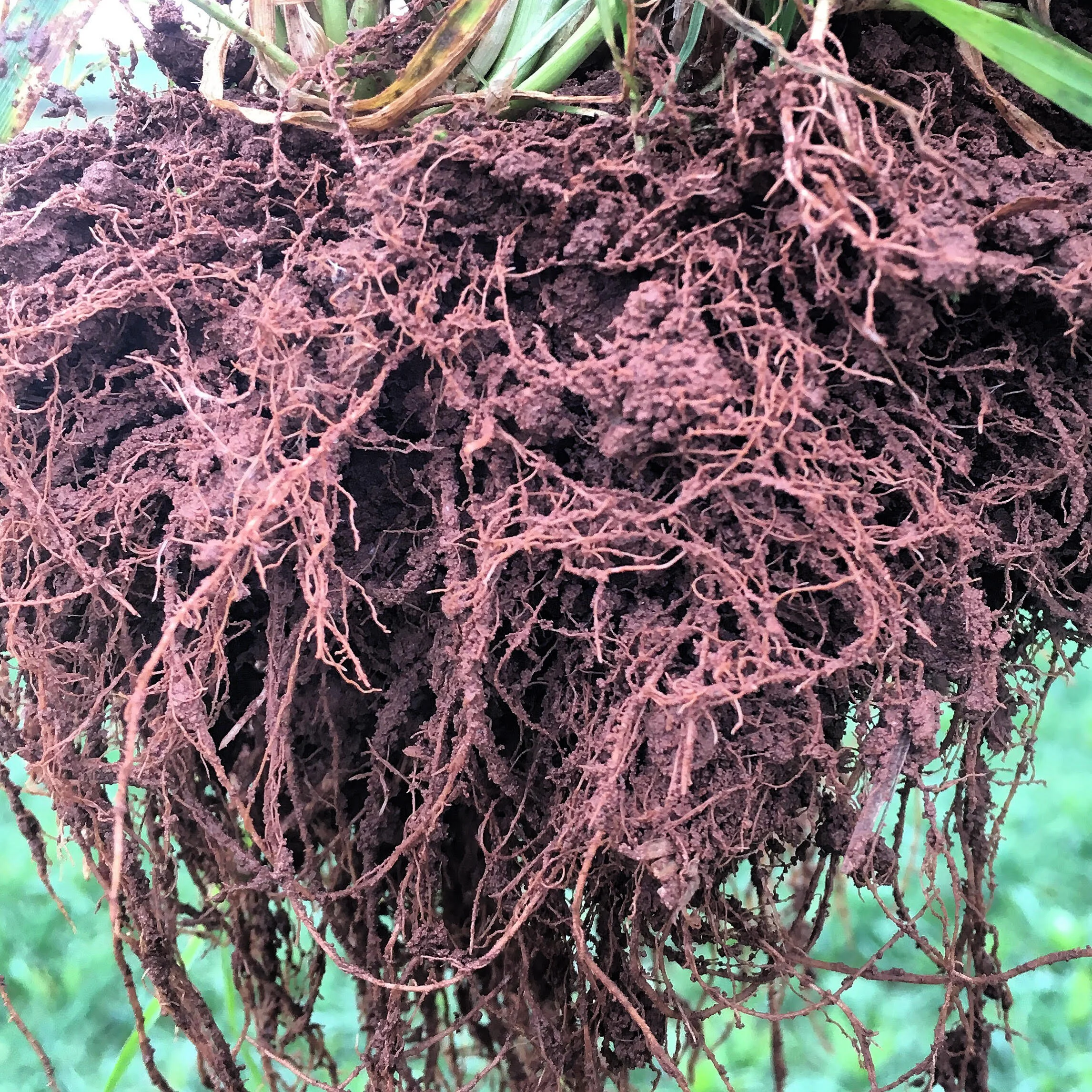 Produce — Gothelney Farm