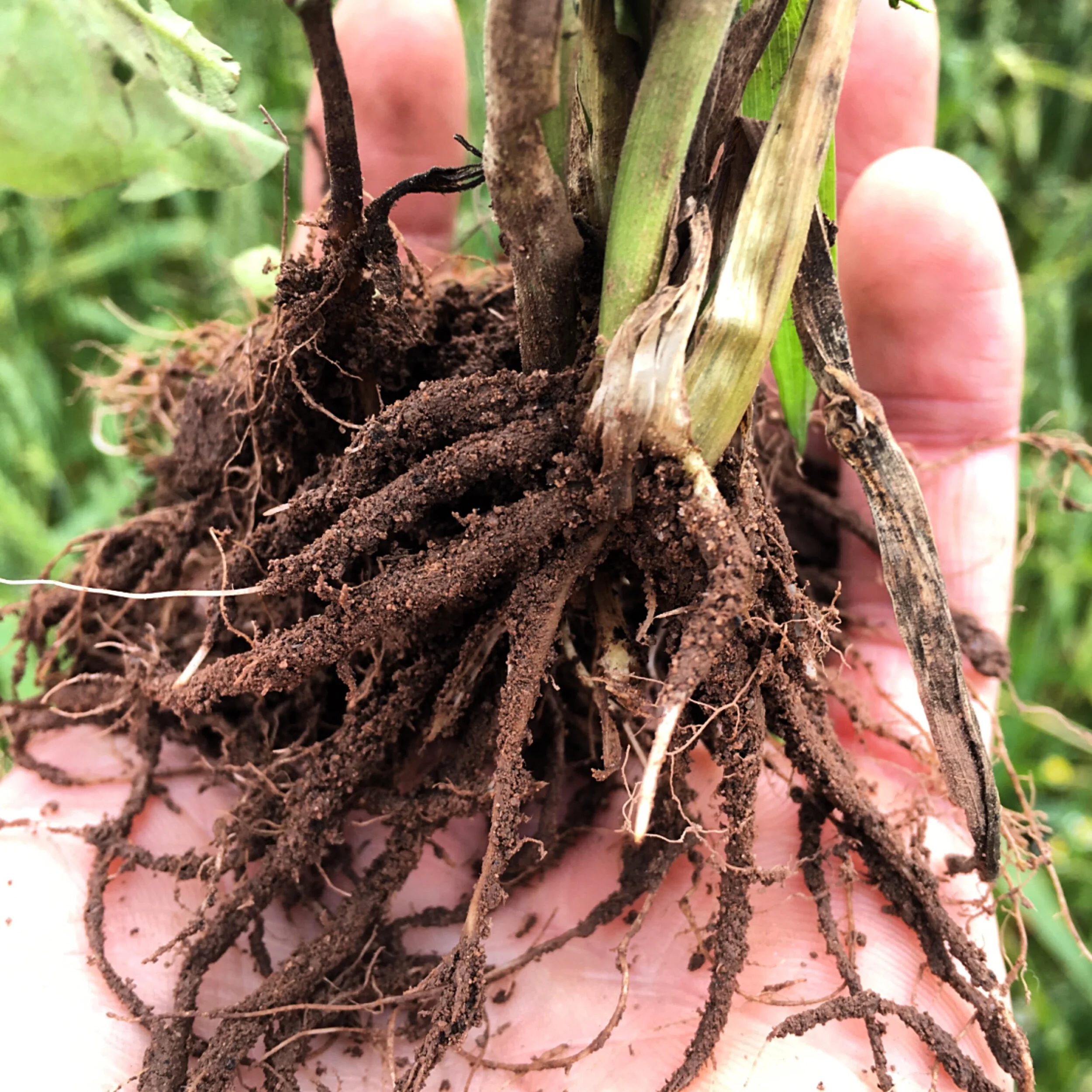 Produce — Gothelney Farm