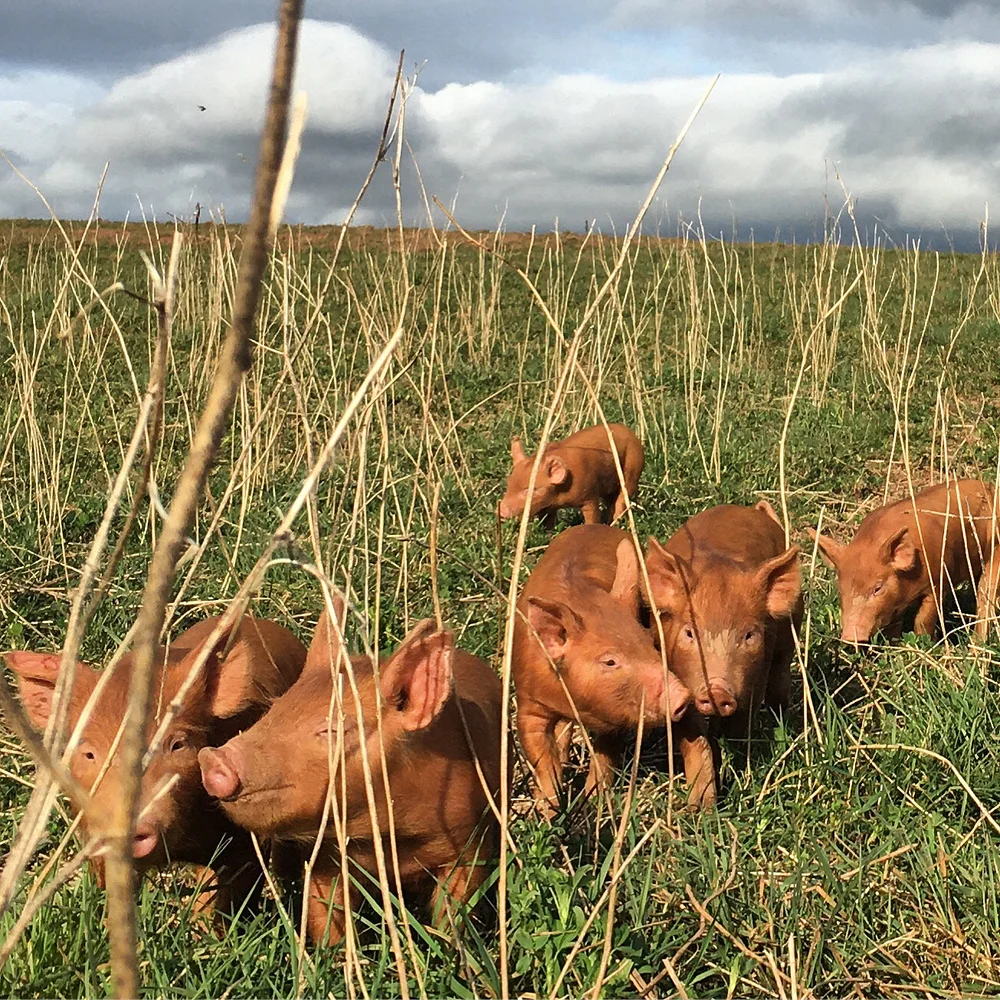Produce — Gothelney Farm