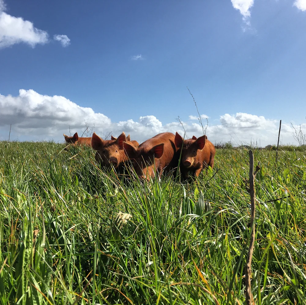 Produce — Gothelney Farm