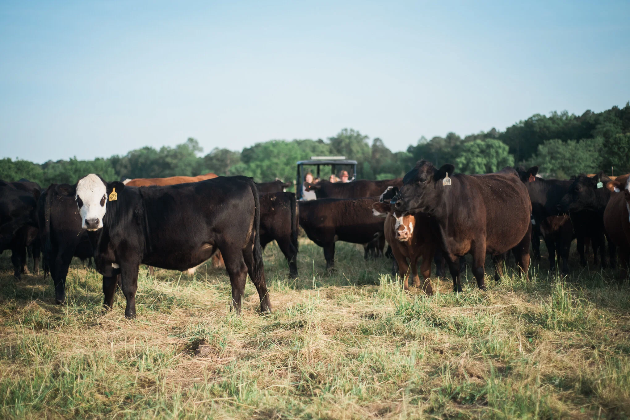 Thousand Hills Family Farm