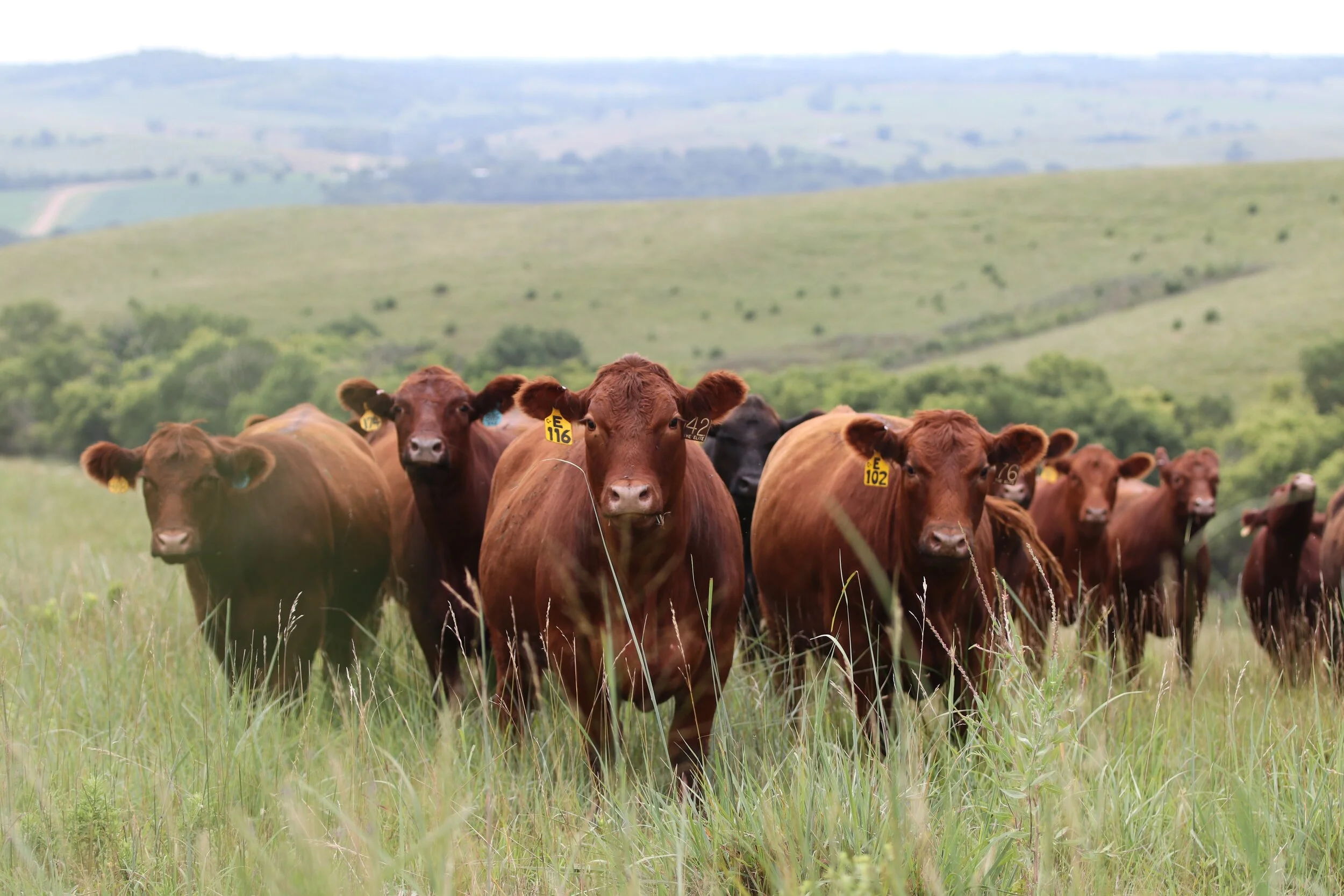 Niobrara Red Angus