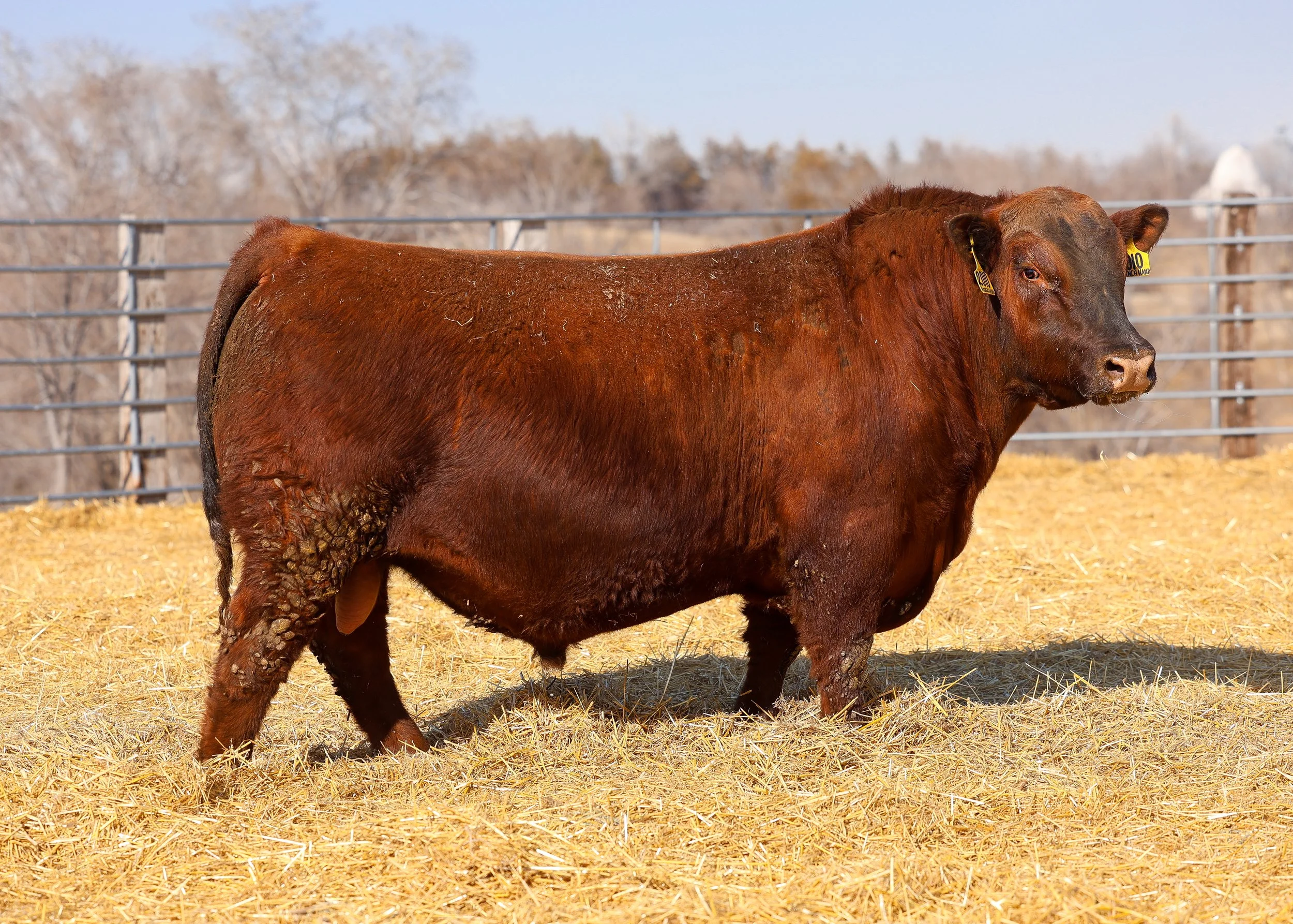 Services 1 — Niobrara Red Angus